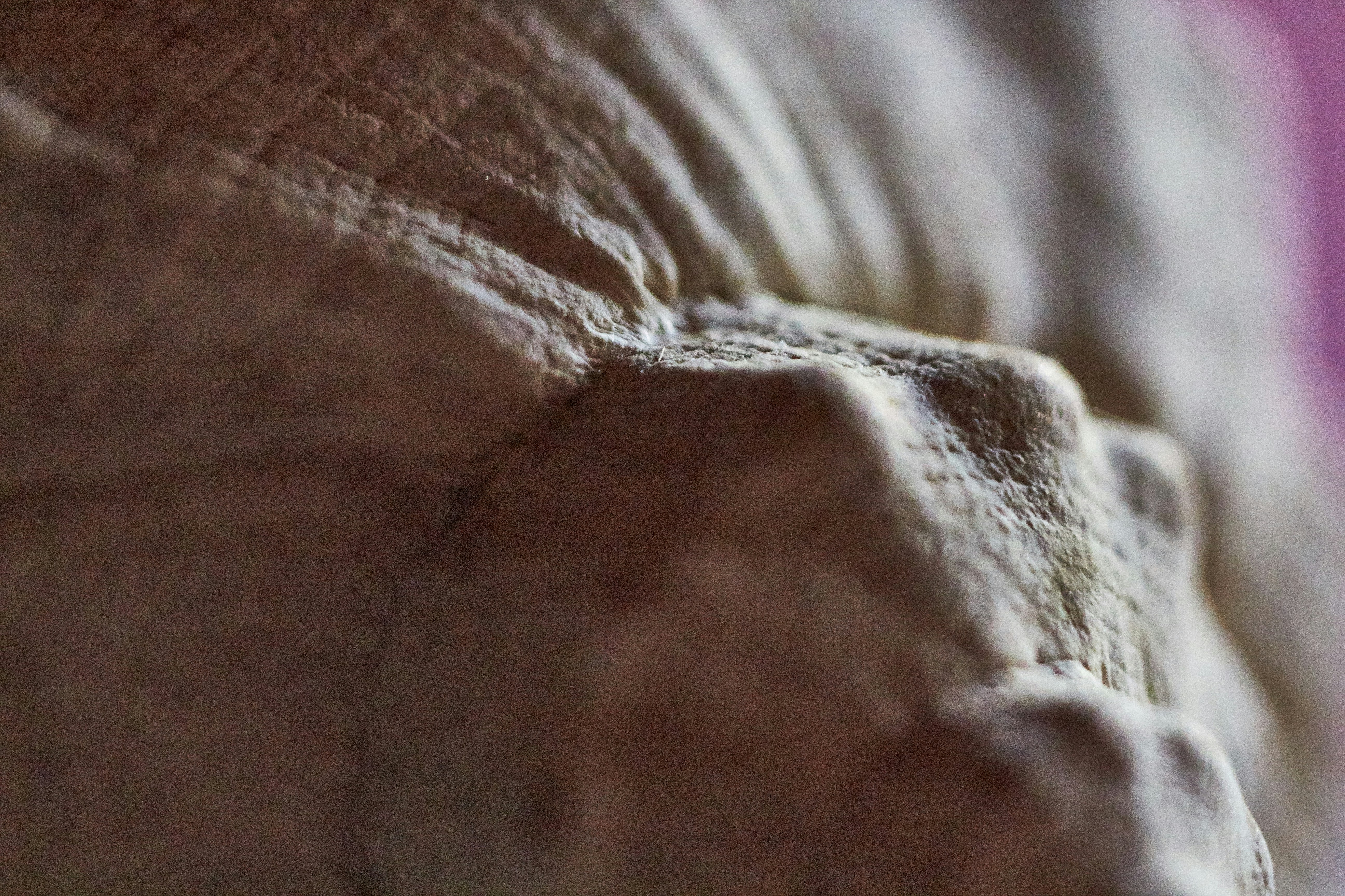 Whorled Texture: A Macro Portrait of Weathered Detail