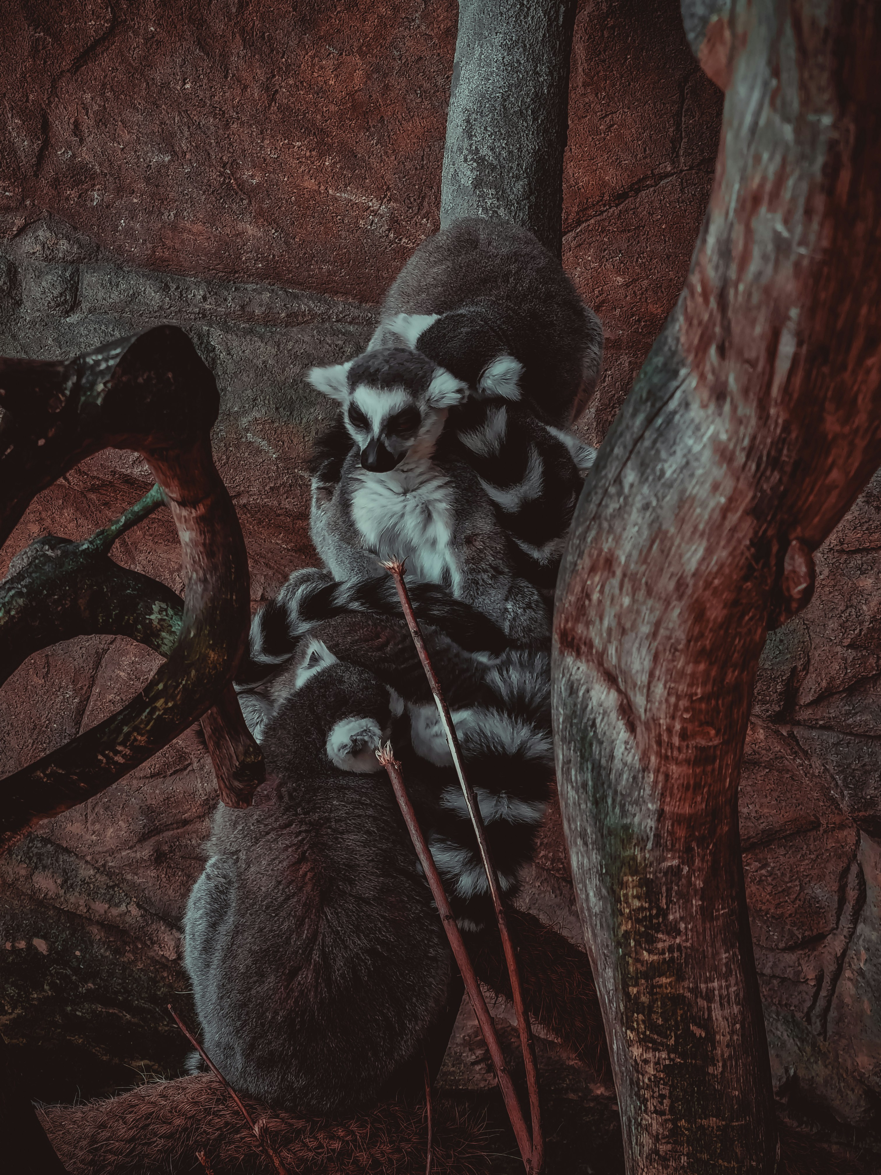 Grooming Circle of Ring-Tailed Lemurs in a Red Rock Crevice