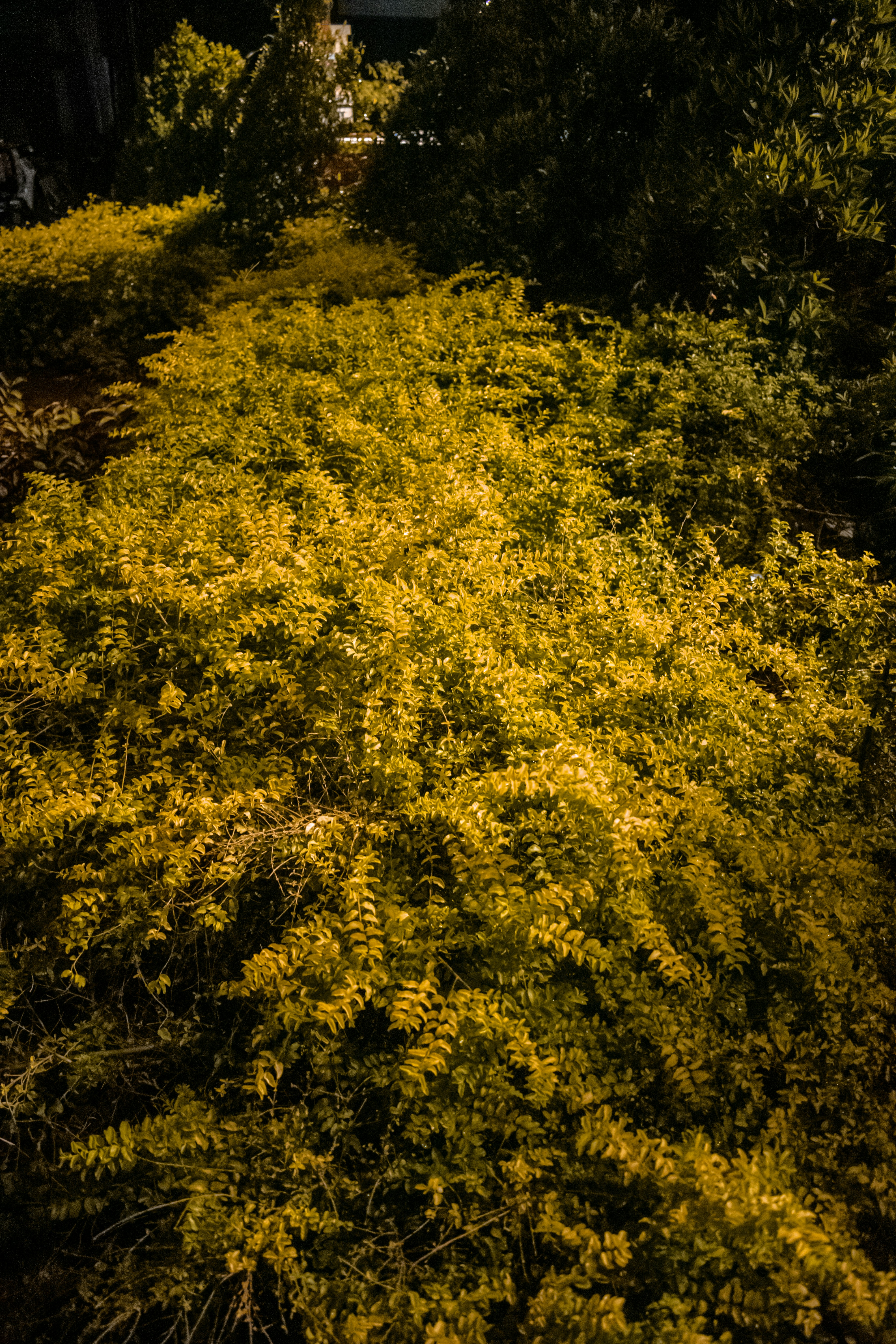 plants in the middle of the city at night