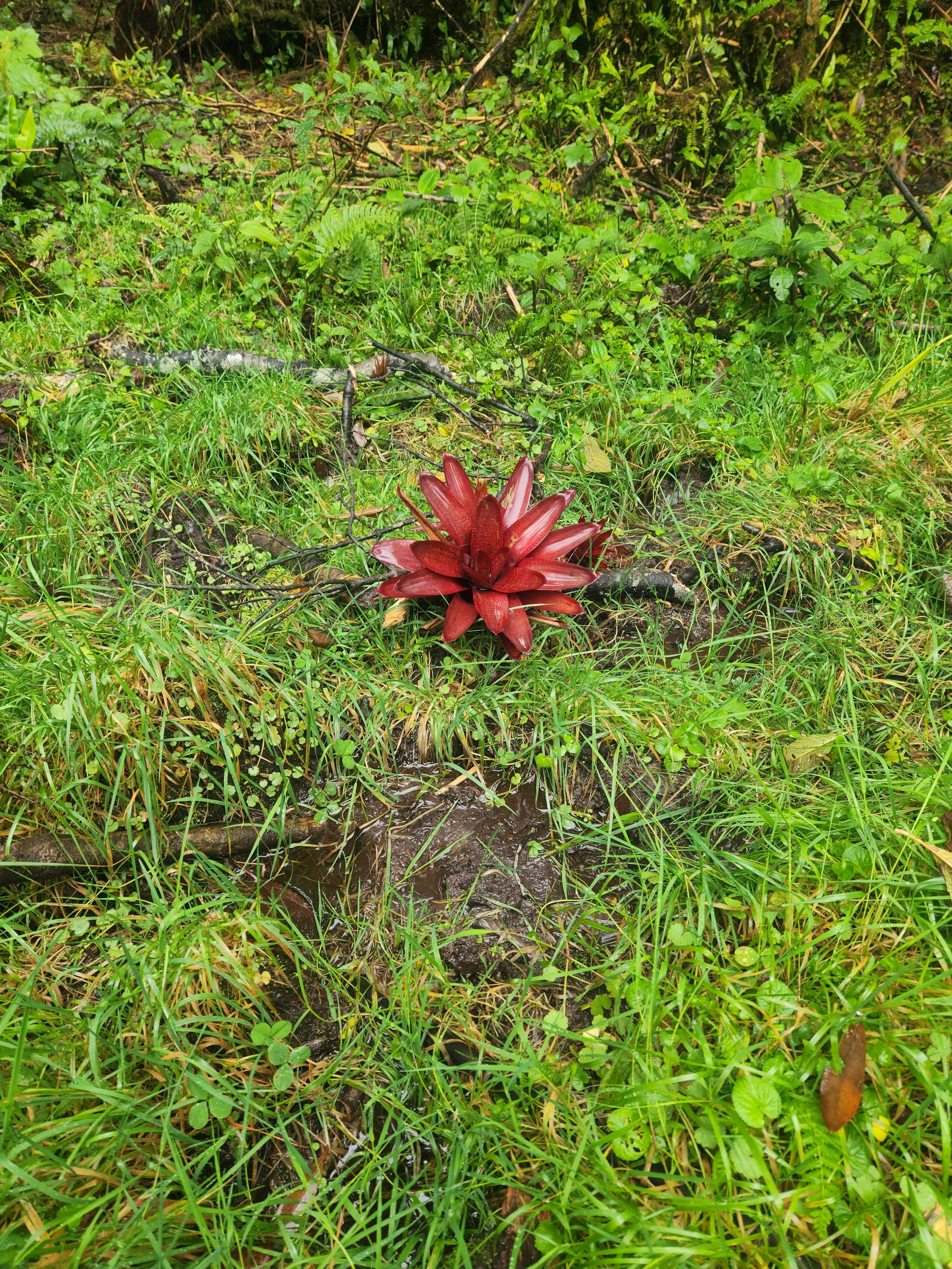 Scarlet Rosette Crowned by Emerald Groundcover
