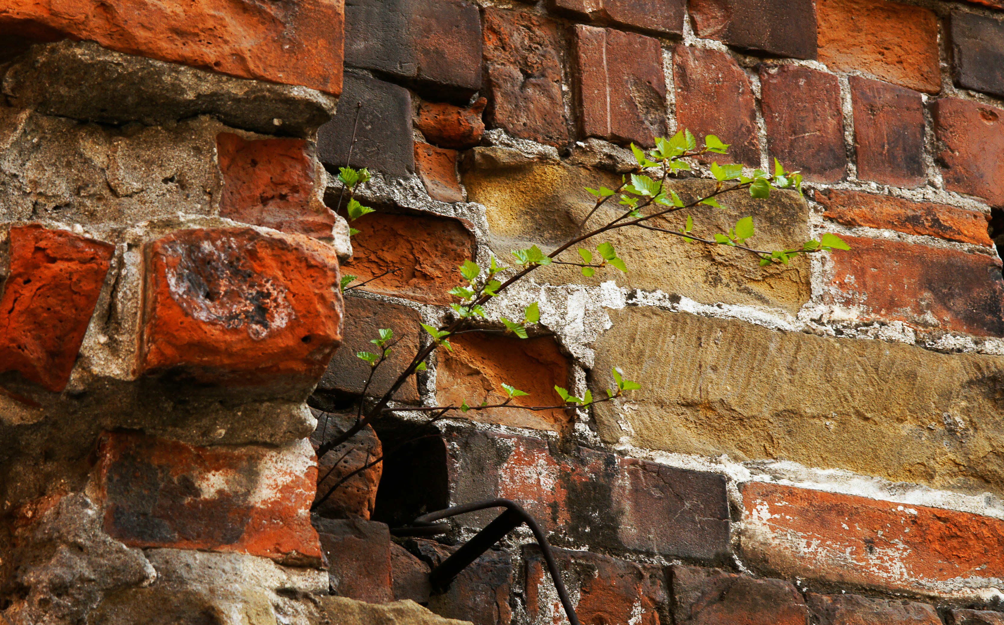 Hidden Opening in Time-Worn Brick Framed by Creeping Green