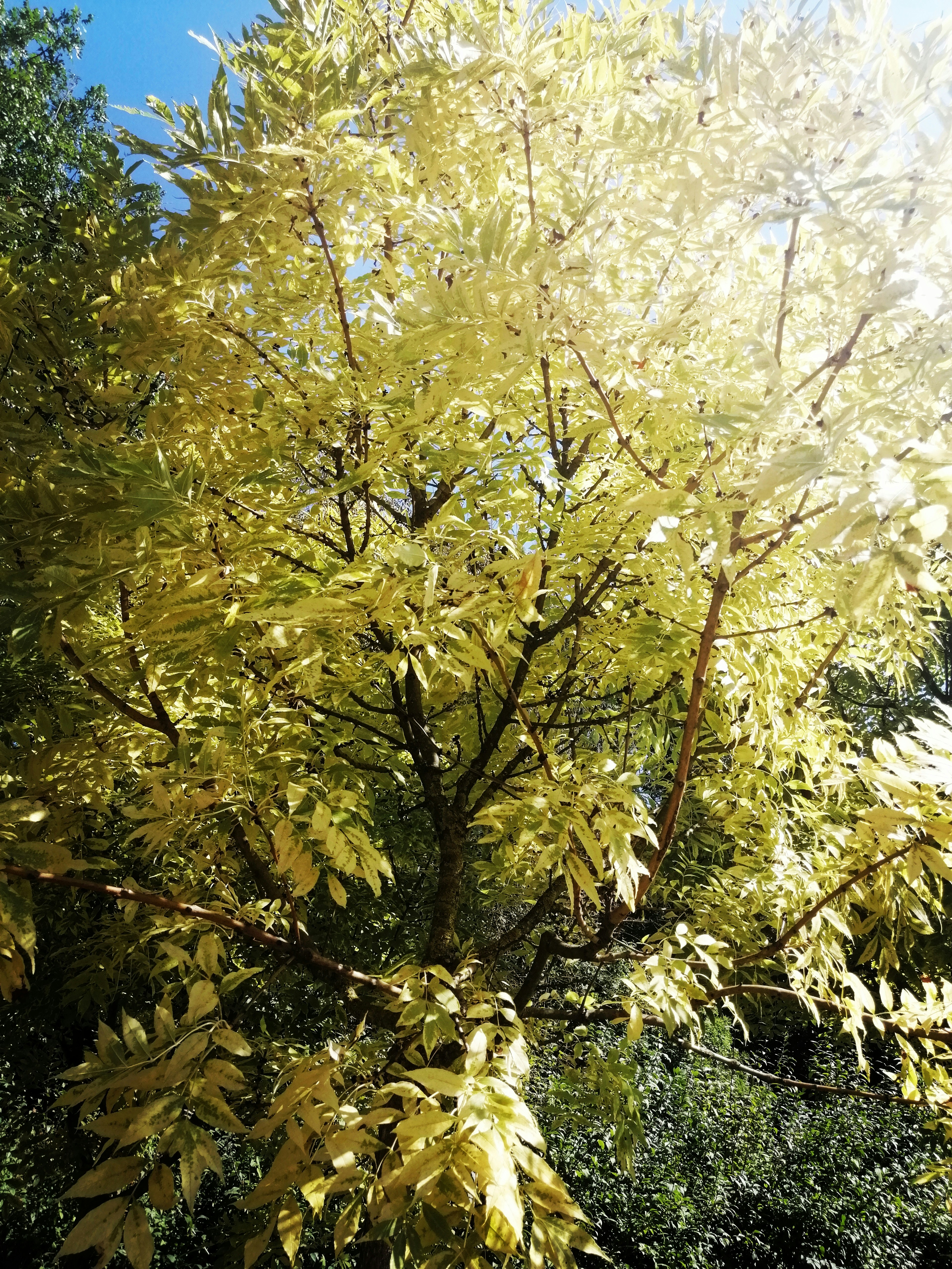 Photo by Marius Svet with Huawei Mate 20 Lite