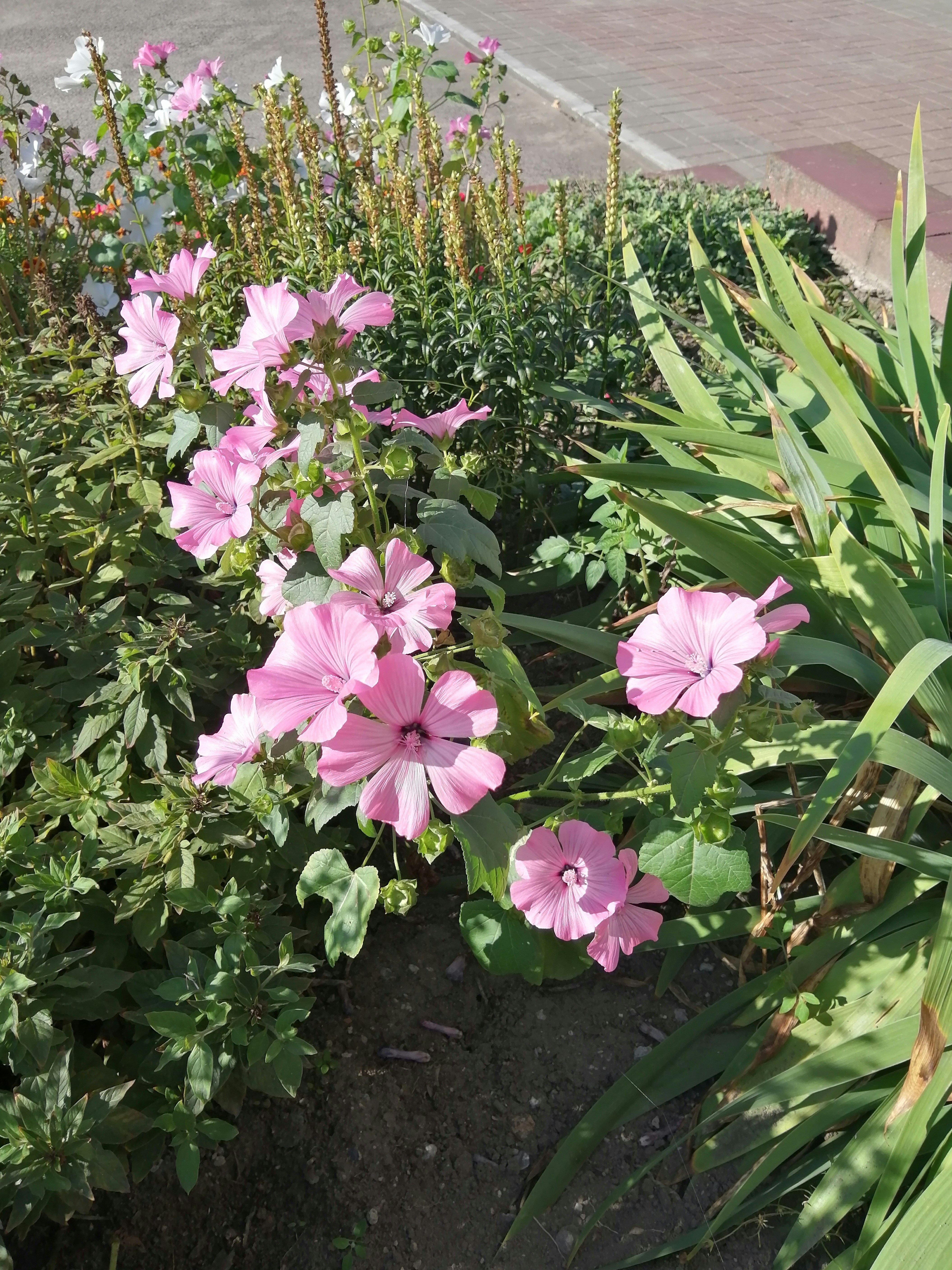 Sunlit Pink Petunias Gather Along a Quiet Garden Border