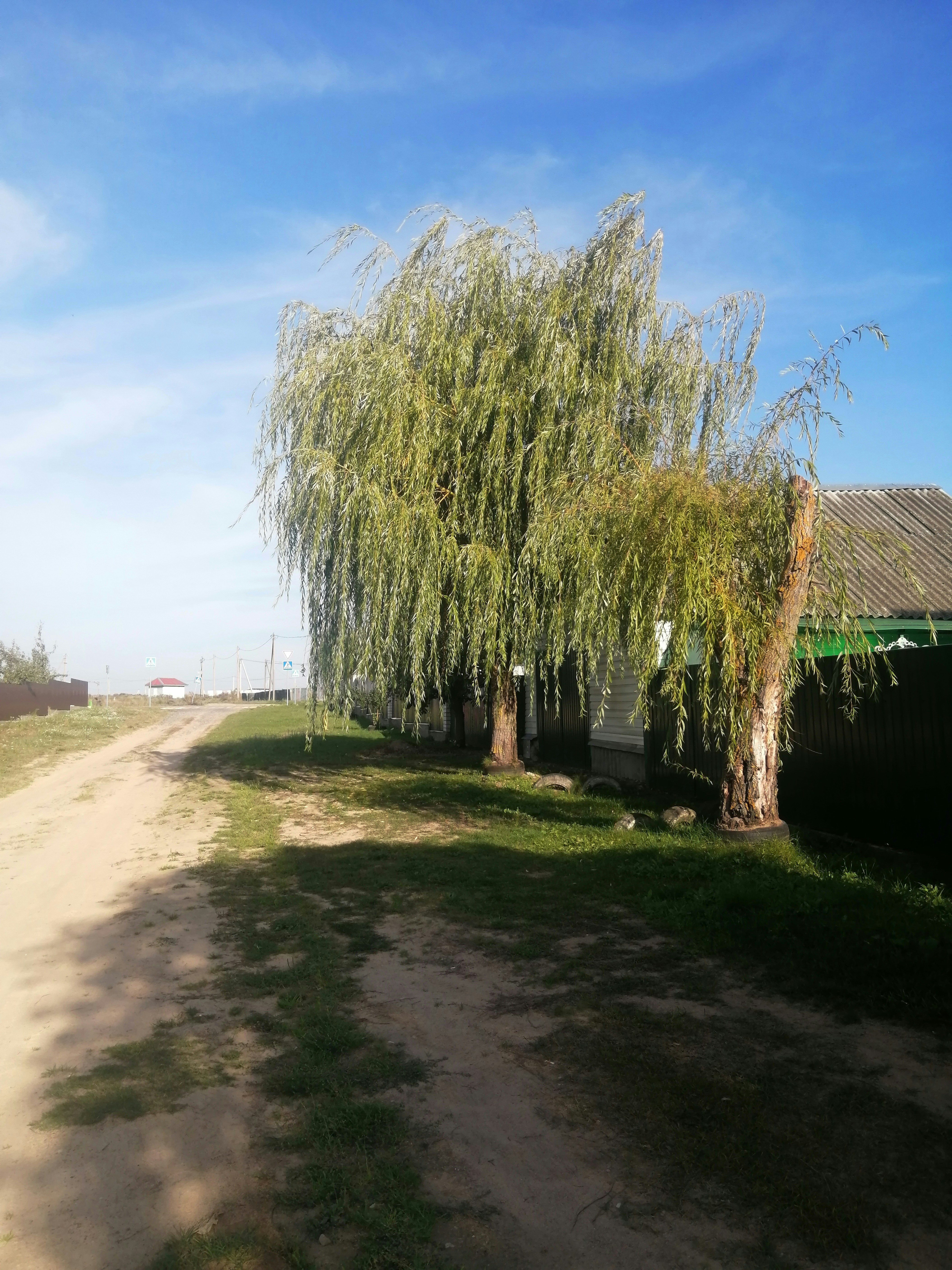 Whispering Willows Along a Sunlit Village Lane