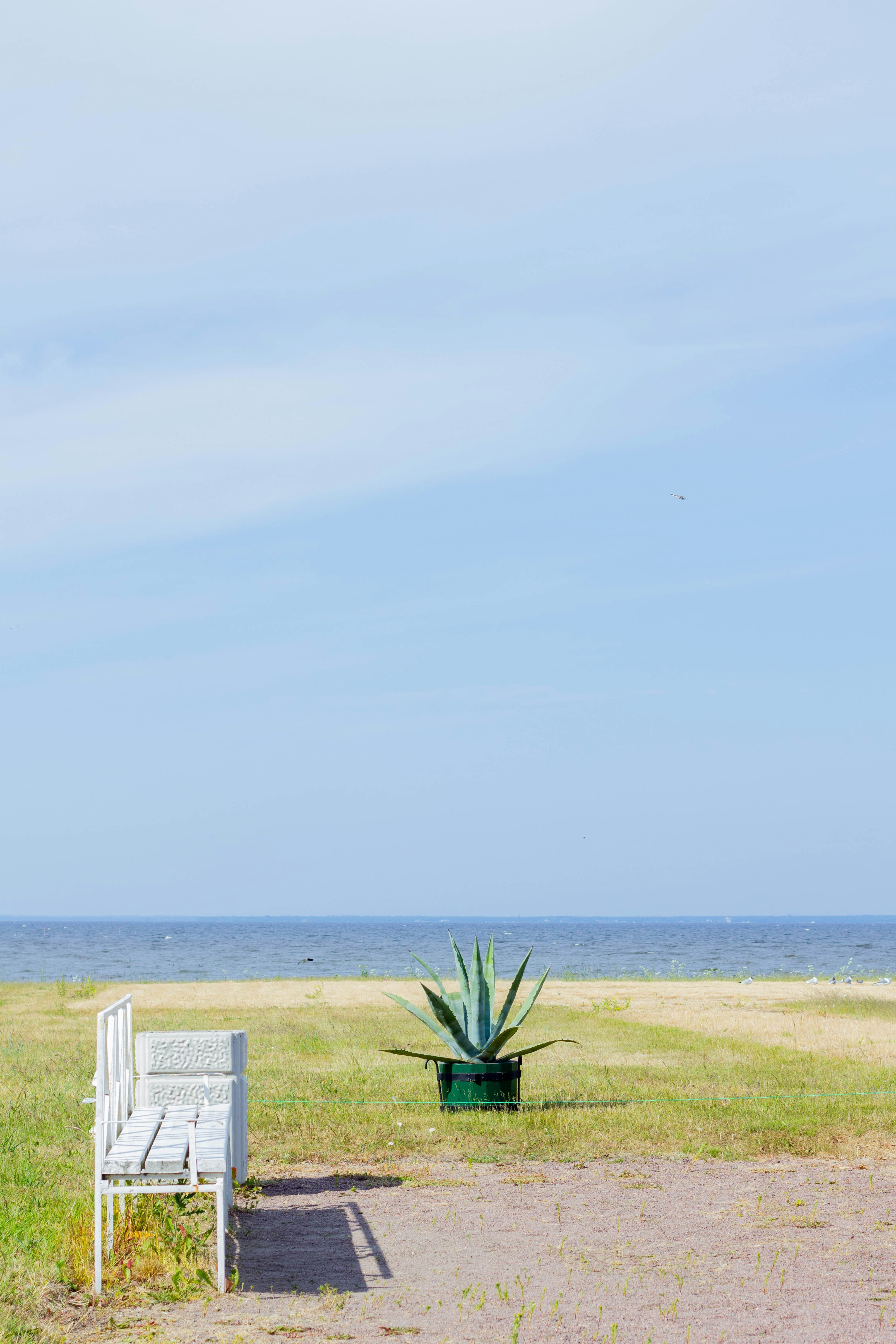 Agave at the edge: a quiet coastal bench by the sea