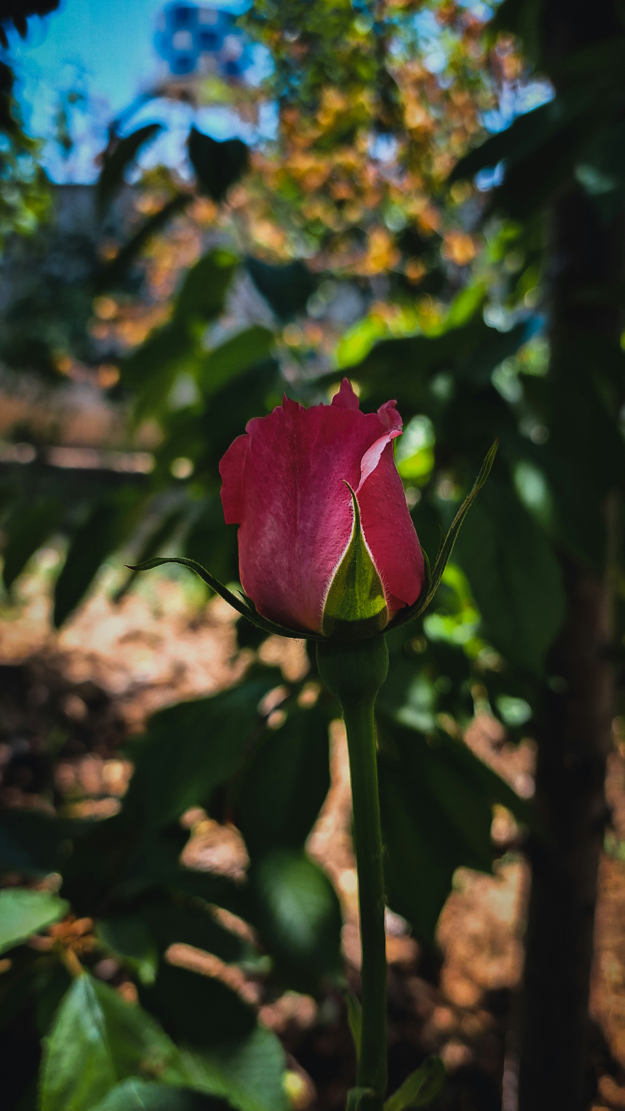 A delicate pink rosebud stands tall amidst a backdrop of lush greenery, hinting at the beauty yet to unfold.