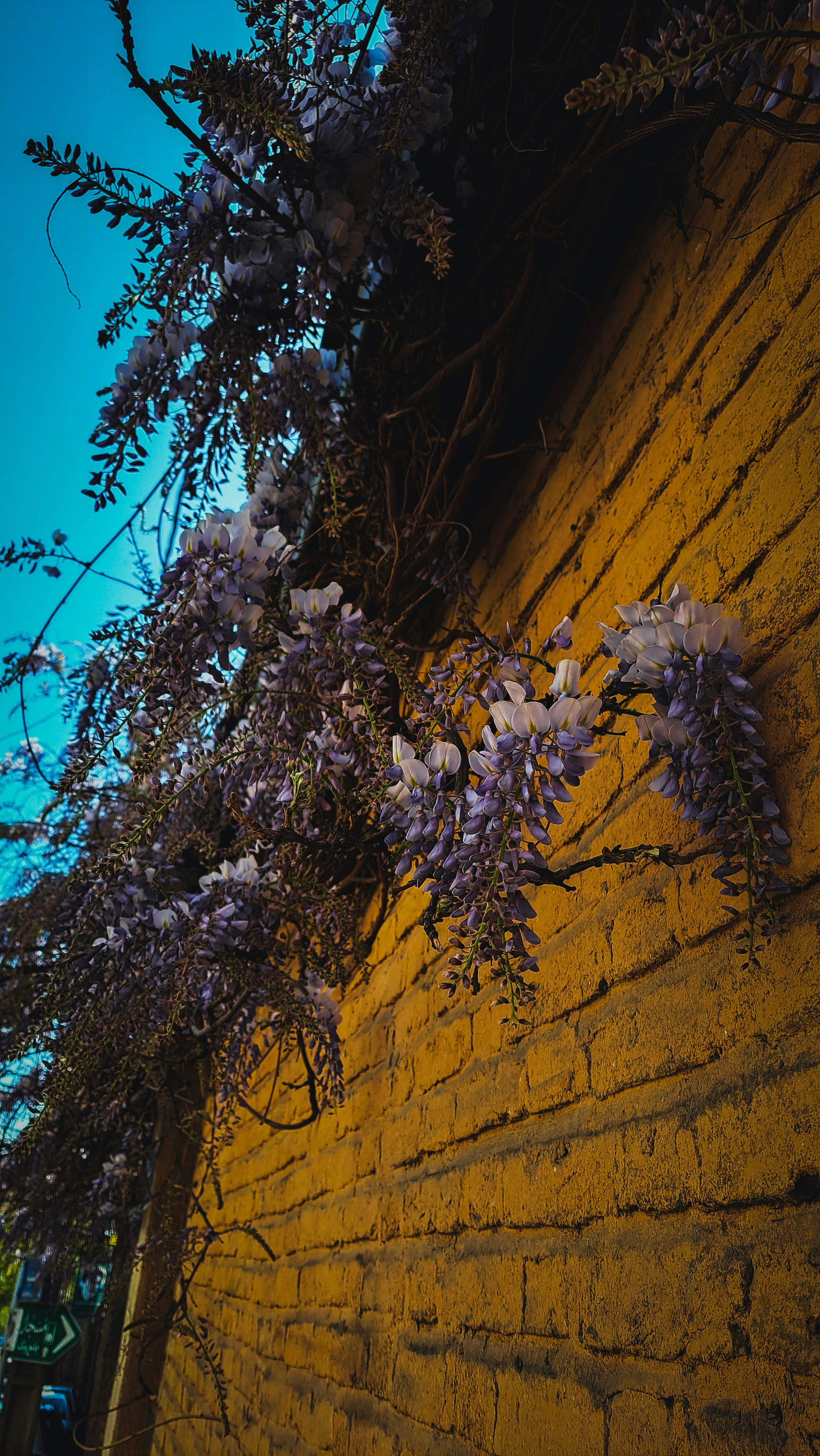 Purple wisteria cascades along a sun-warmed brick wall beneath a blue twilight sky.