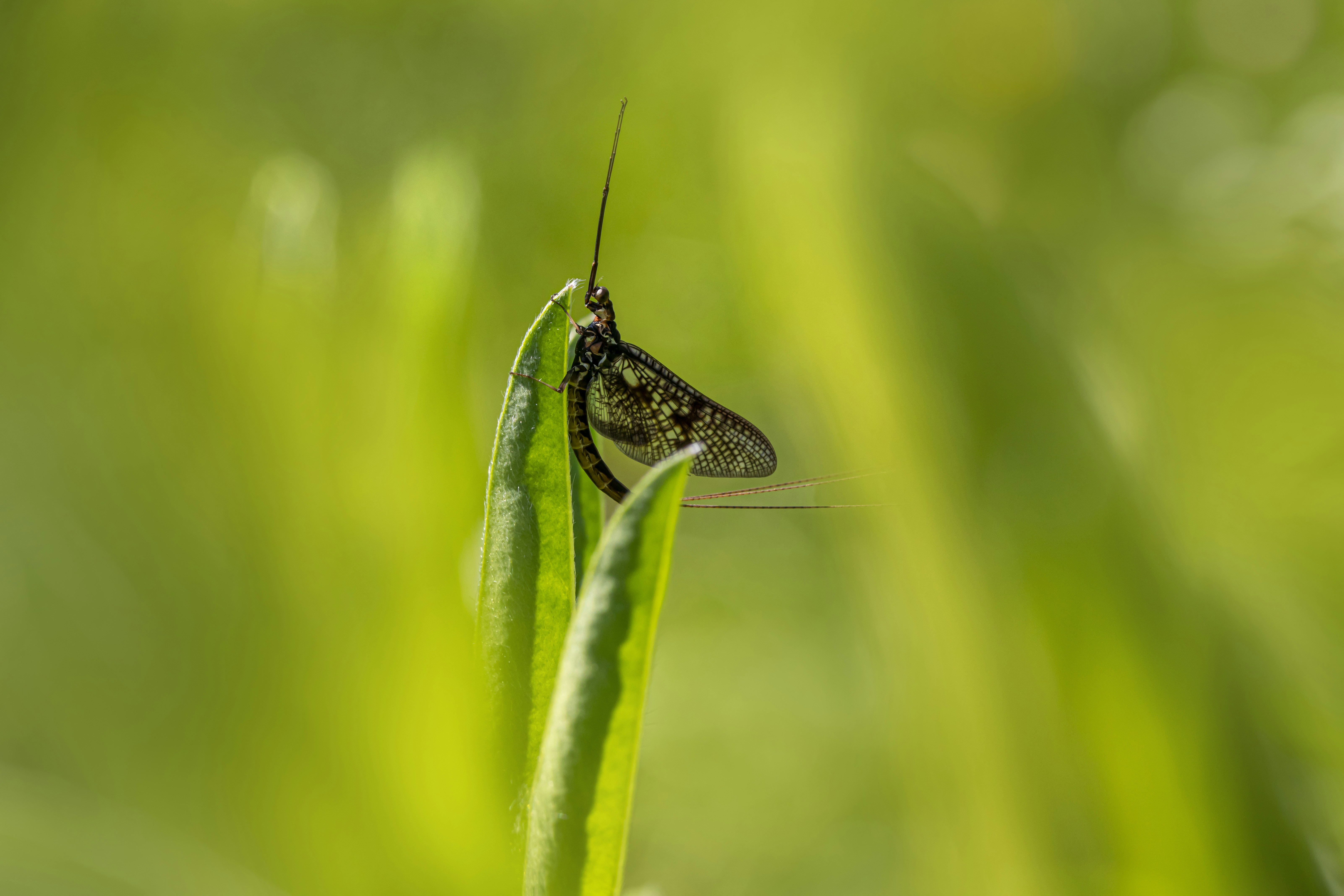 A small insect sitting on top of a green plant photo – Free Animal ...