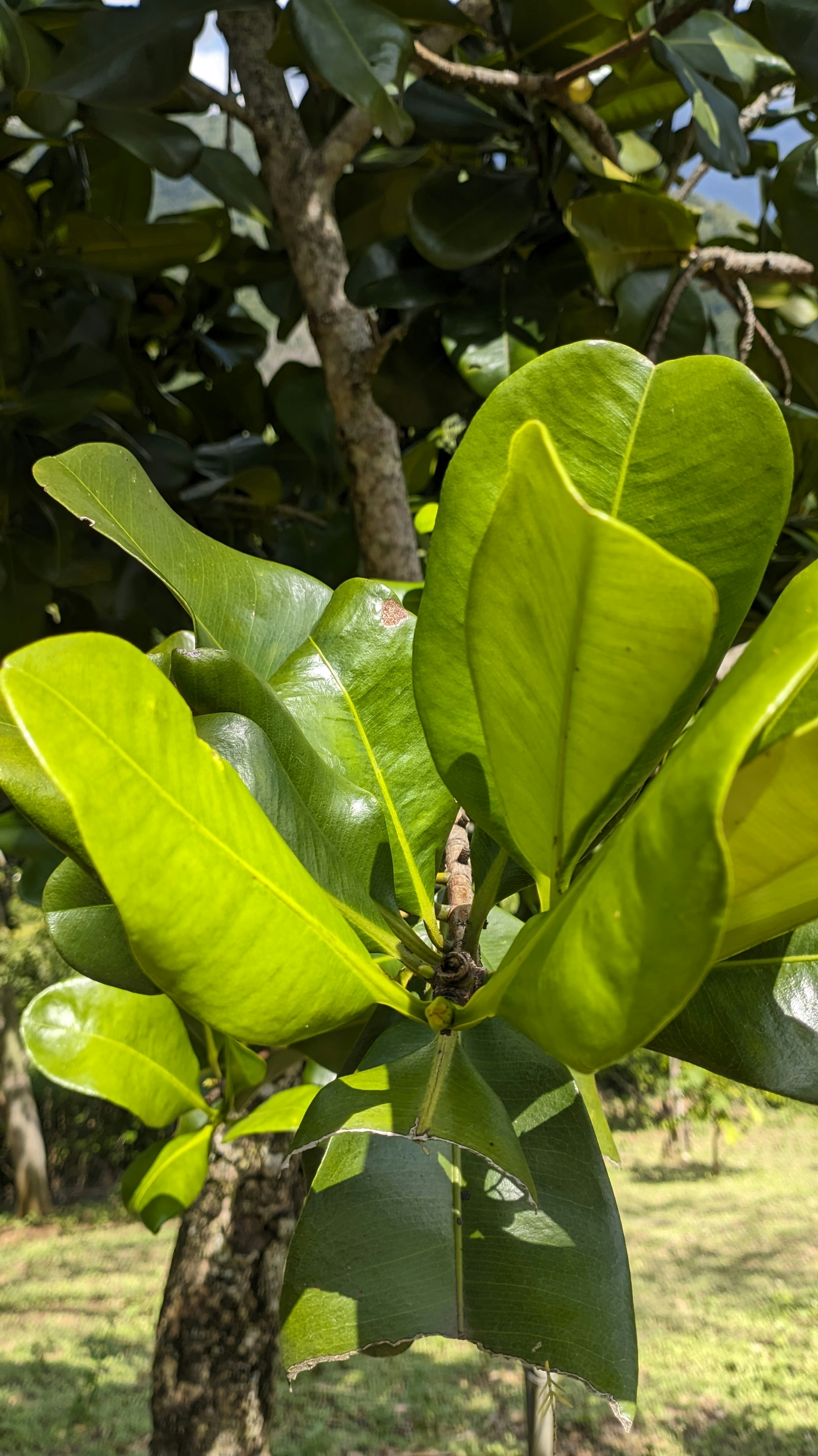Sunlit Citrus Green: A Close-Up of New Leaf Emergence