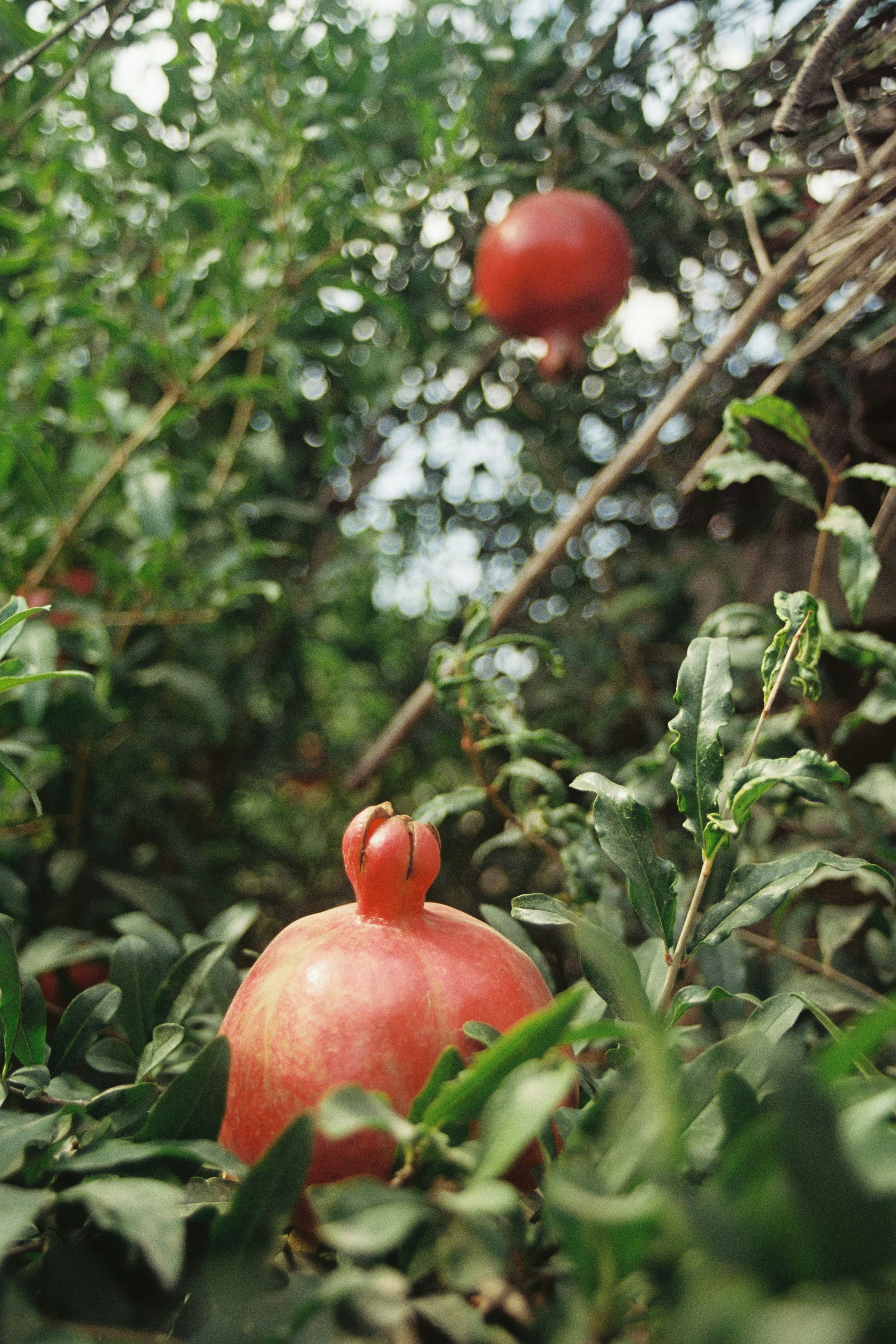 Artsakh’s pomegranates. This pomegranate we’re growing in our garden, it’s from Artsakh. Pomegranates in armenian culture symbolize family, we have even films which named after it. So yeah, I wanted to photograph it and I noticed that for every year I have photos of pomegranates that’s how much I love them. Artsakh: In our yard, in our hearts❤️ 📷Captured with Minolta X700 🎞️ Kodak Gold 200 Scan and dev in #karmirfilmMarine Hovhannisyan