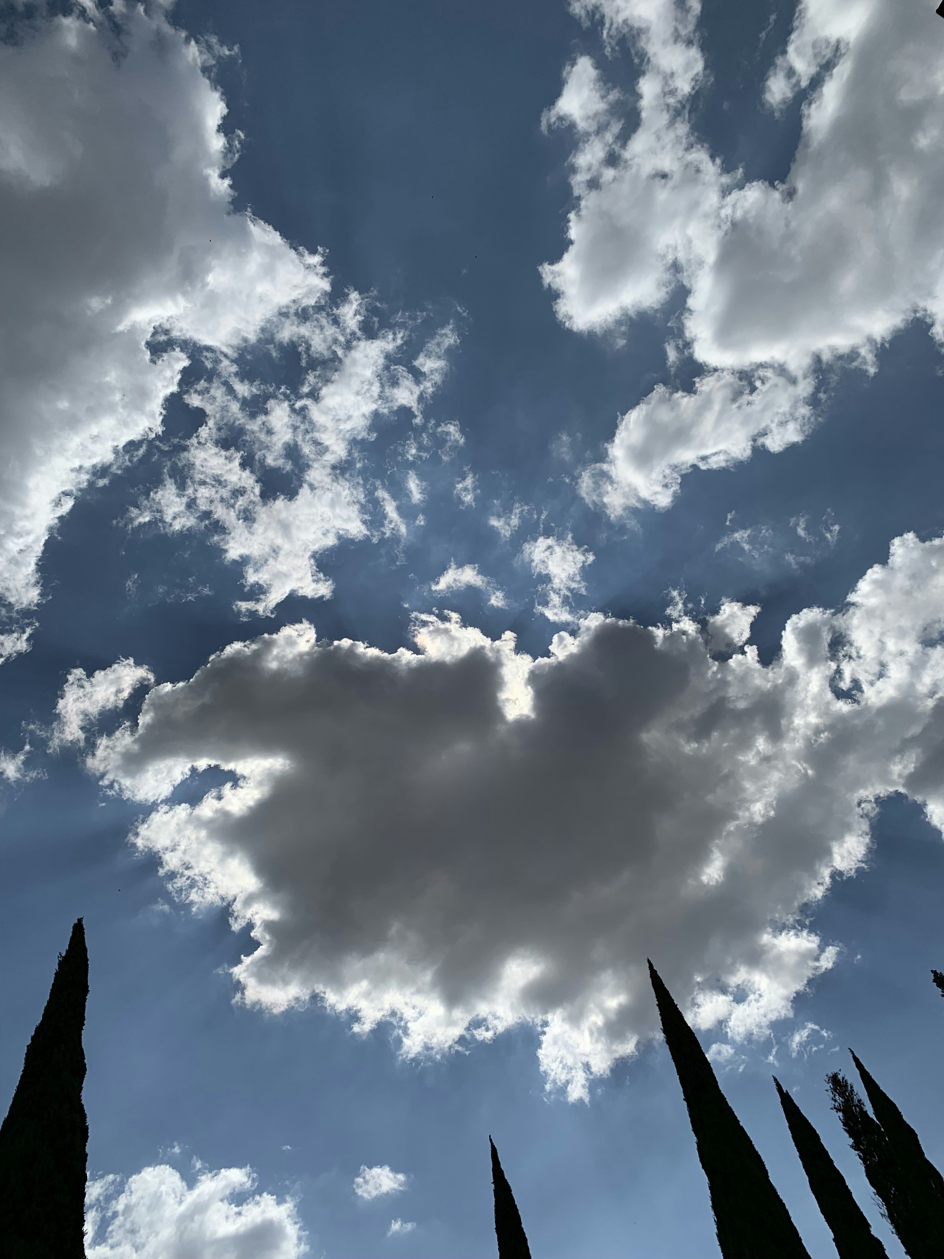 A group of tall trees under a cloudy blue sky photo – Free Cloud Image ...