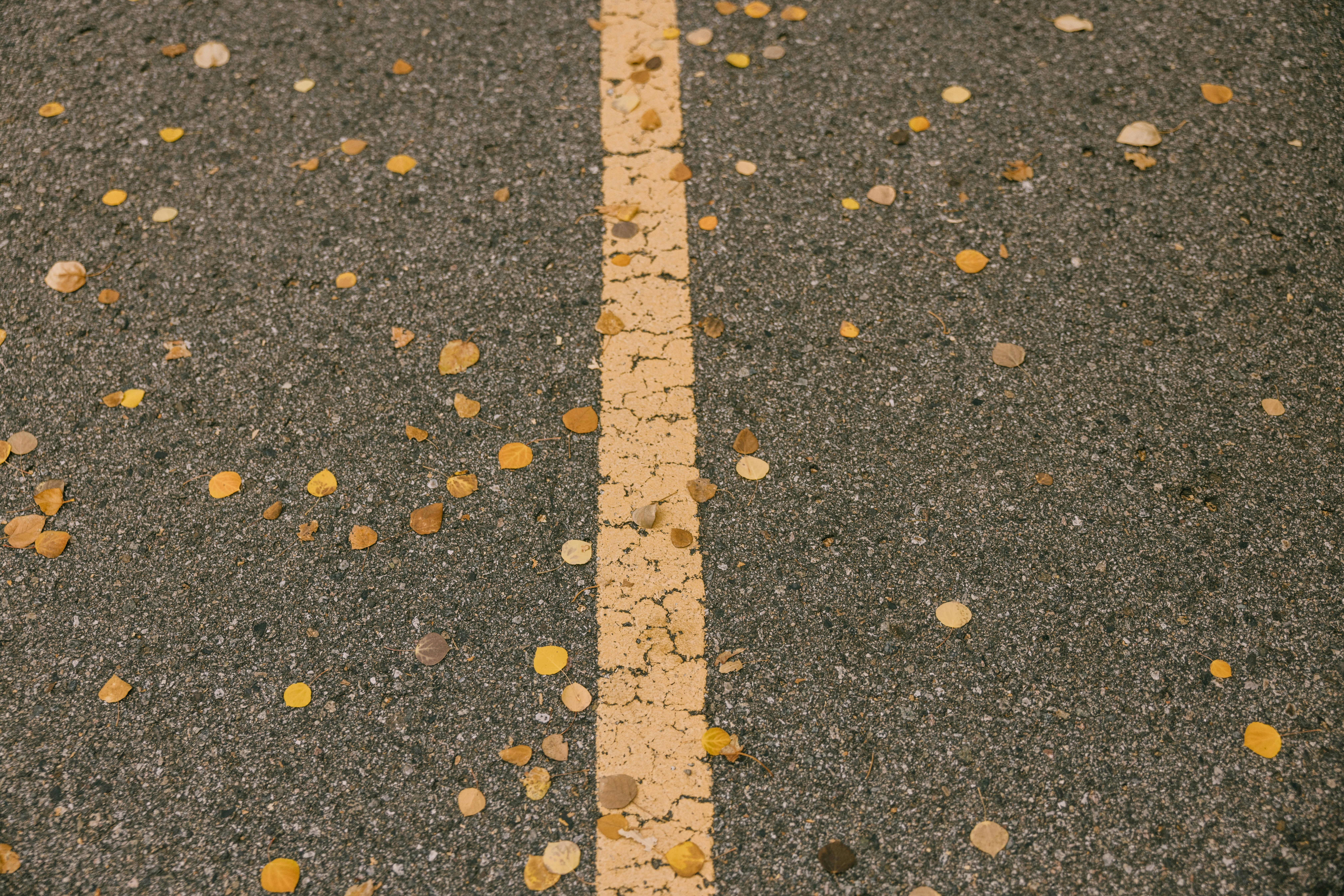 Yellow leaves scattered across a cracked road line on asphalt.