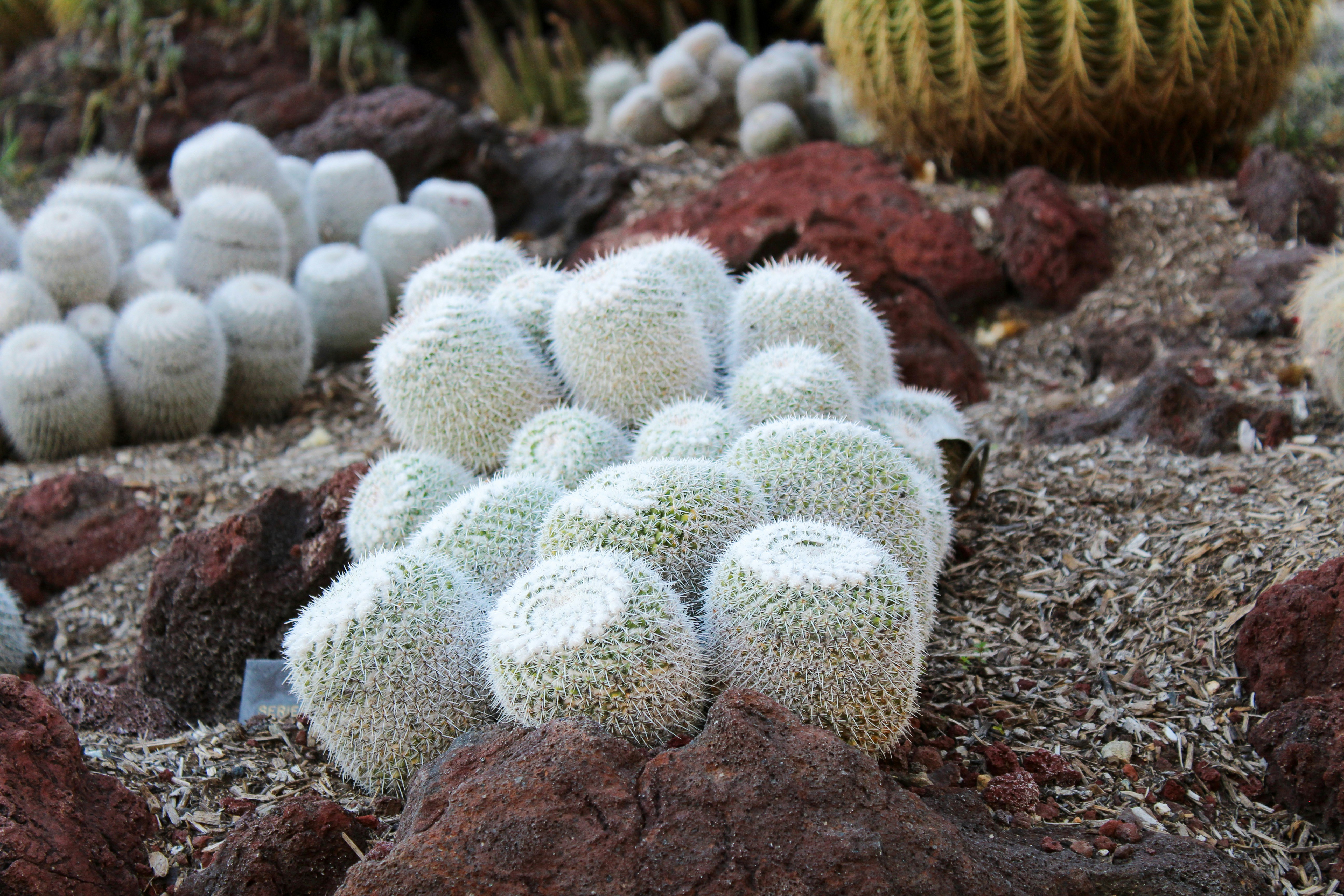 A group of cactus plants sitting on top of a pile of dirt photo – Free ...