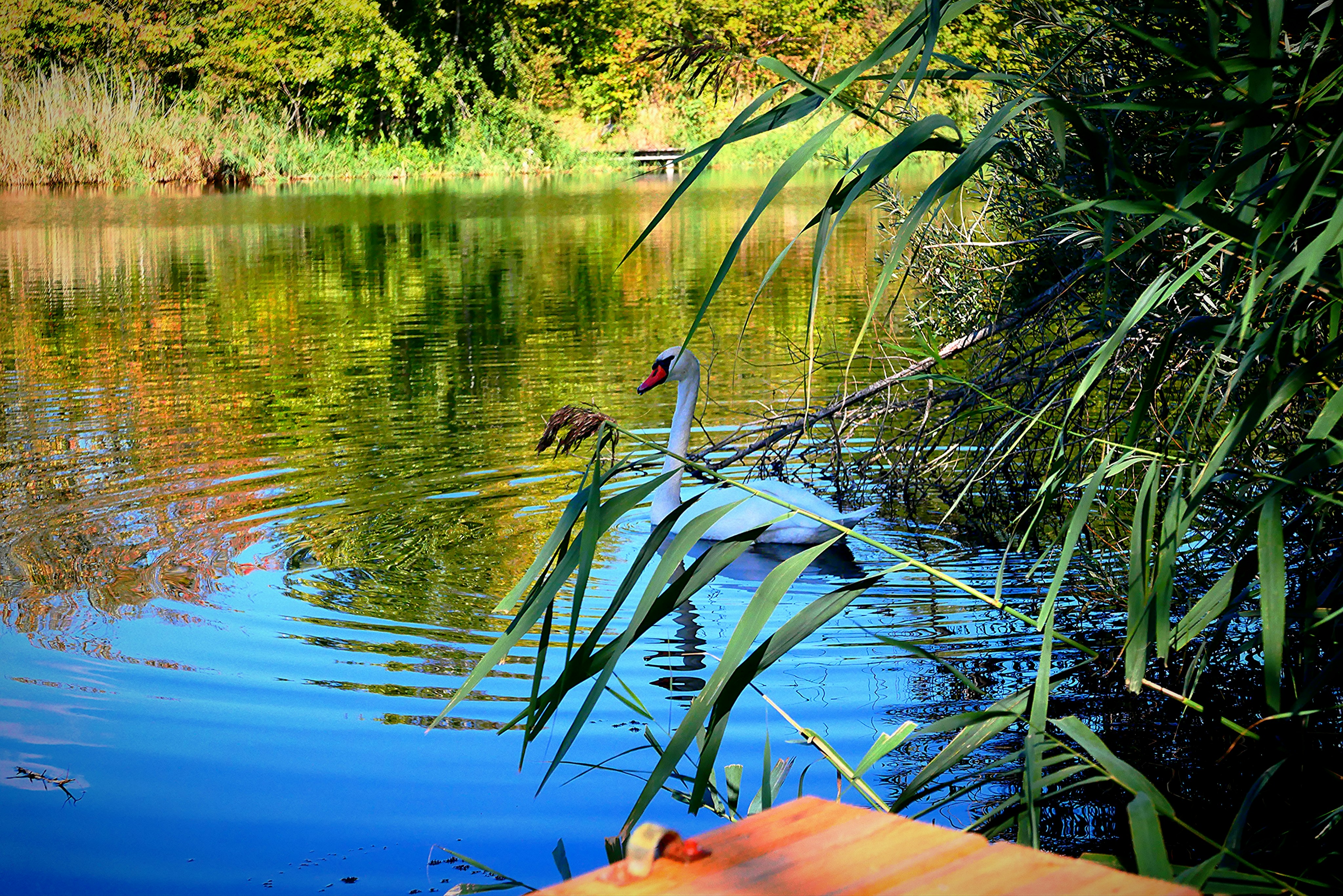 Photograph of a swan gliding on a calm lake framed by reeds, capturing color-rich reflections of trees and sky.