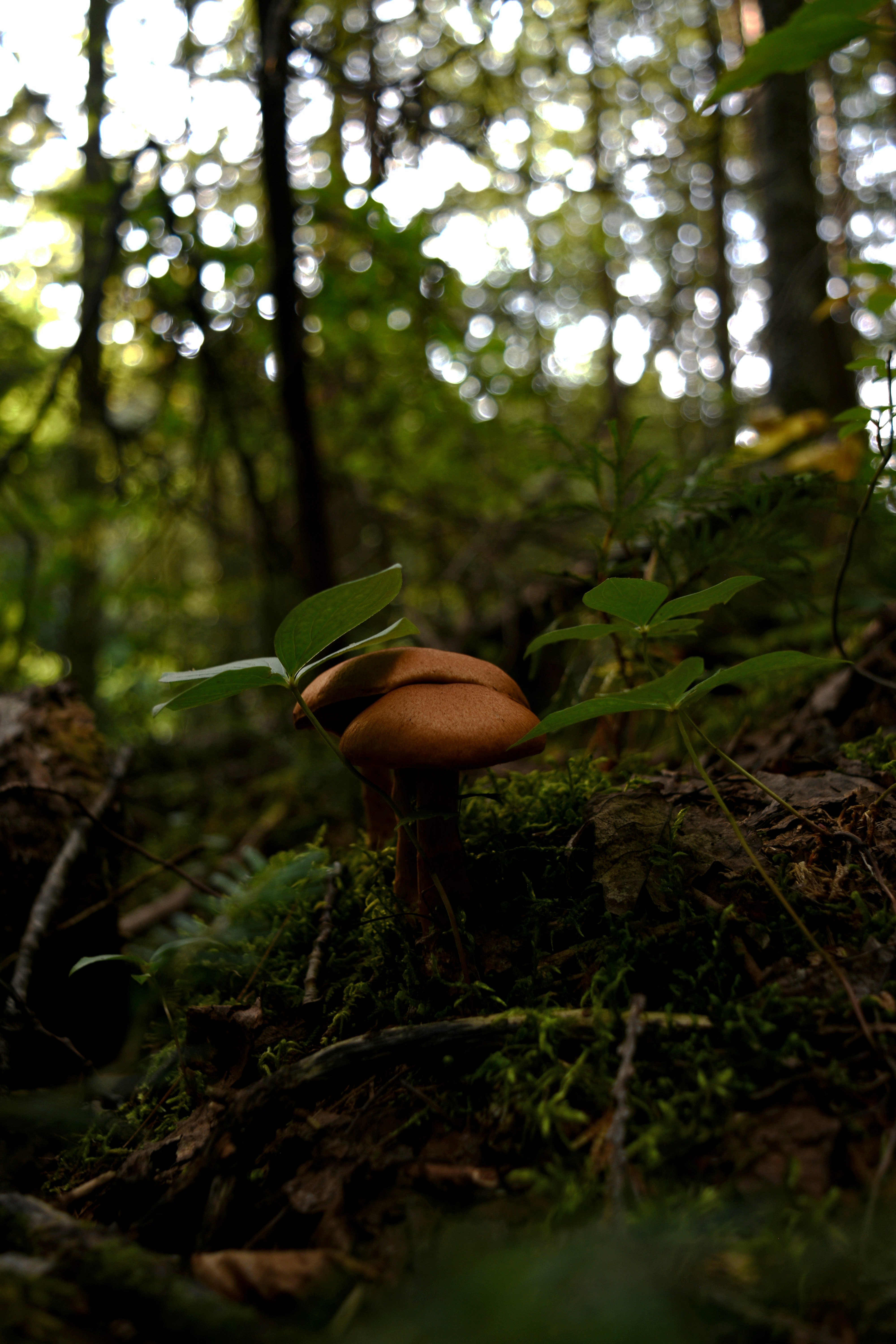 Brown-capped Sentinel on a Mossy Stage
