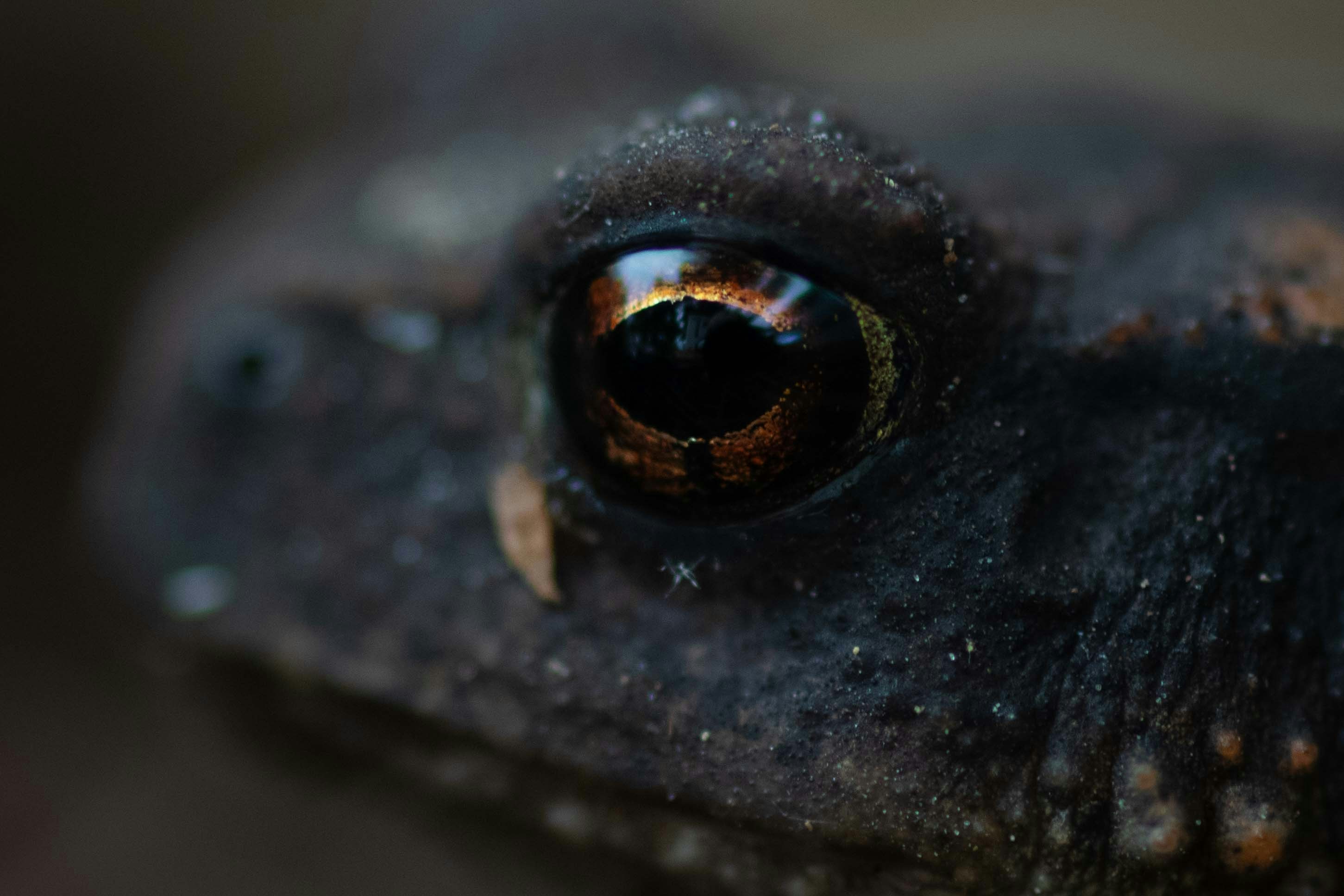 The Enigmatic Gaze of Nature