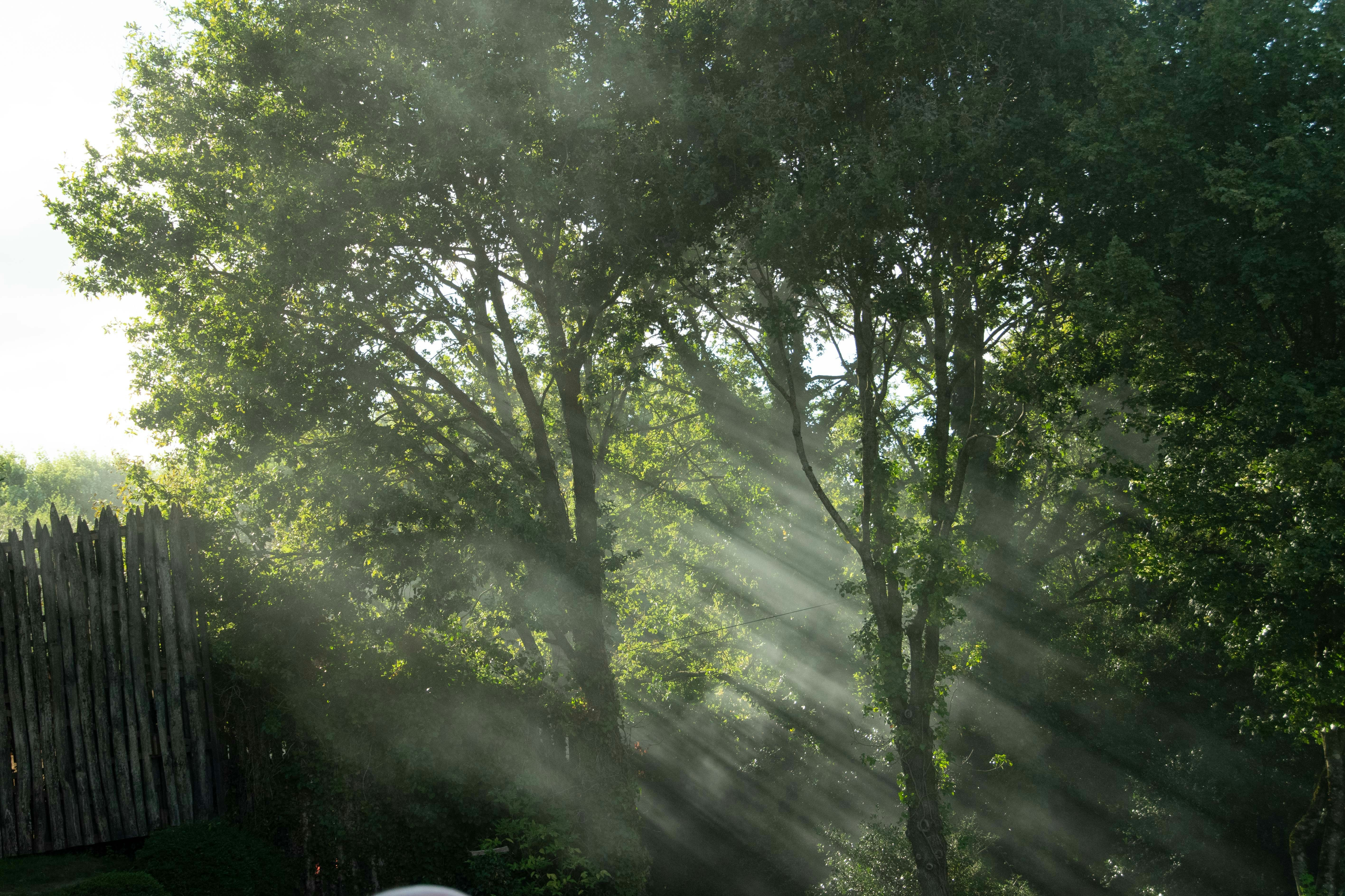 Beams Through the Green: Morning Mist Filtered by a Garden Canopy