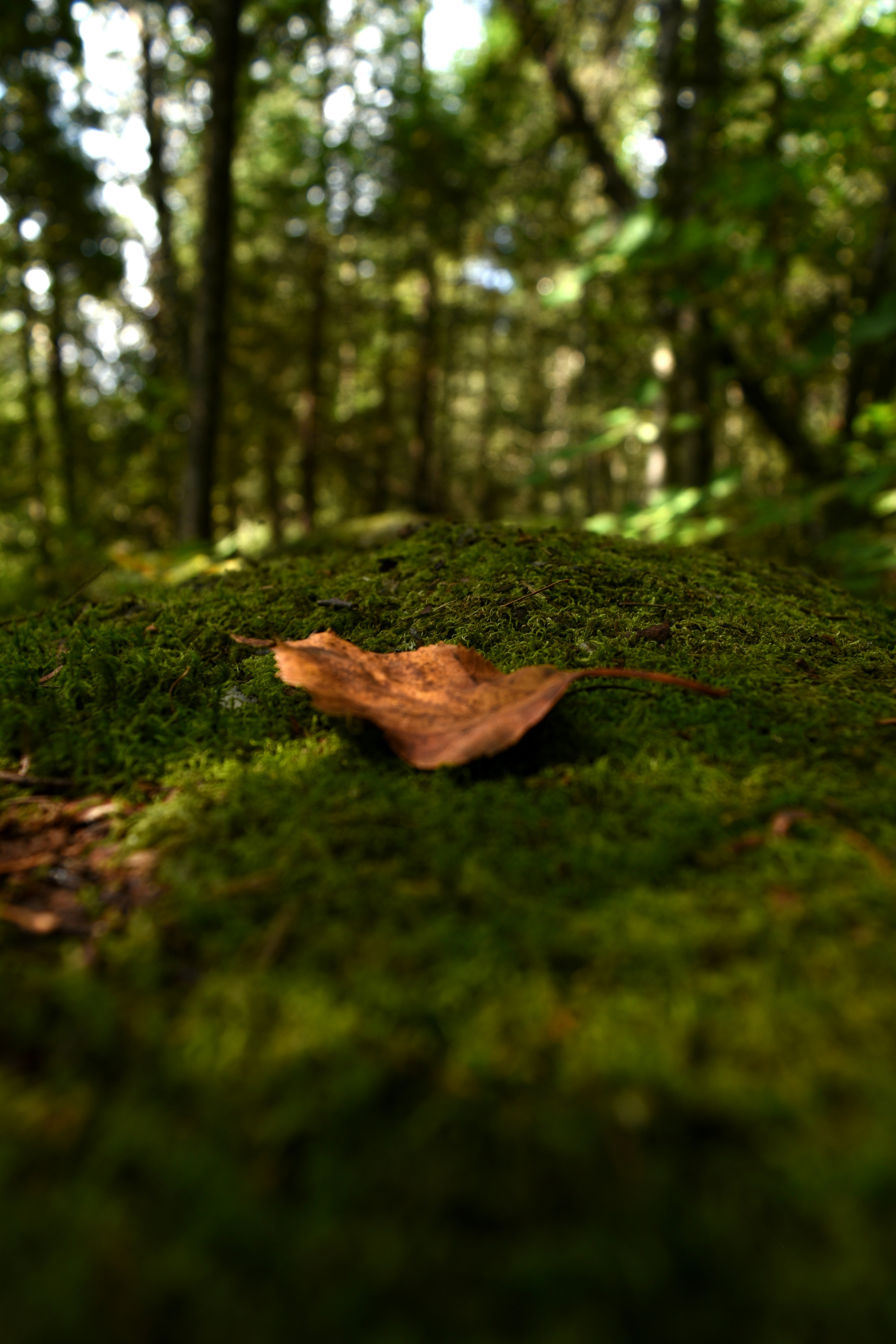 A leaf that is laying on a moss covered ground photo – Free Nature Image on Unsplash
