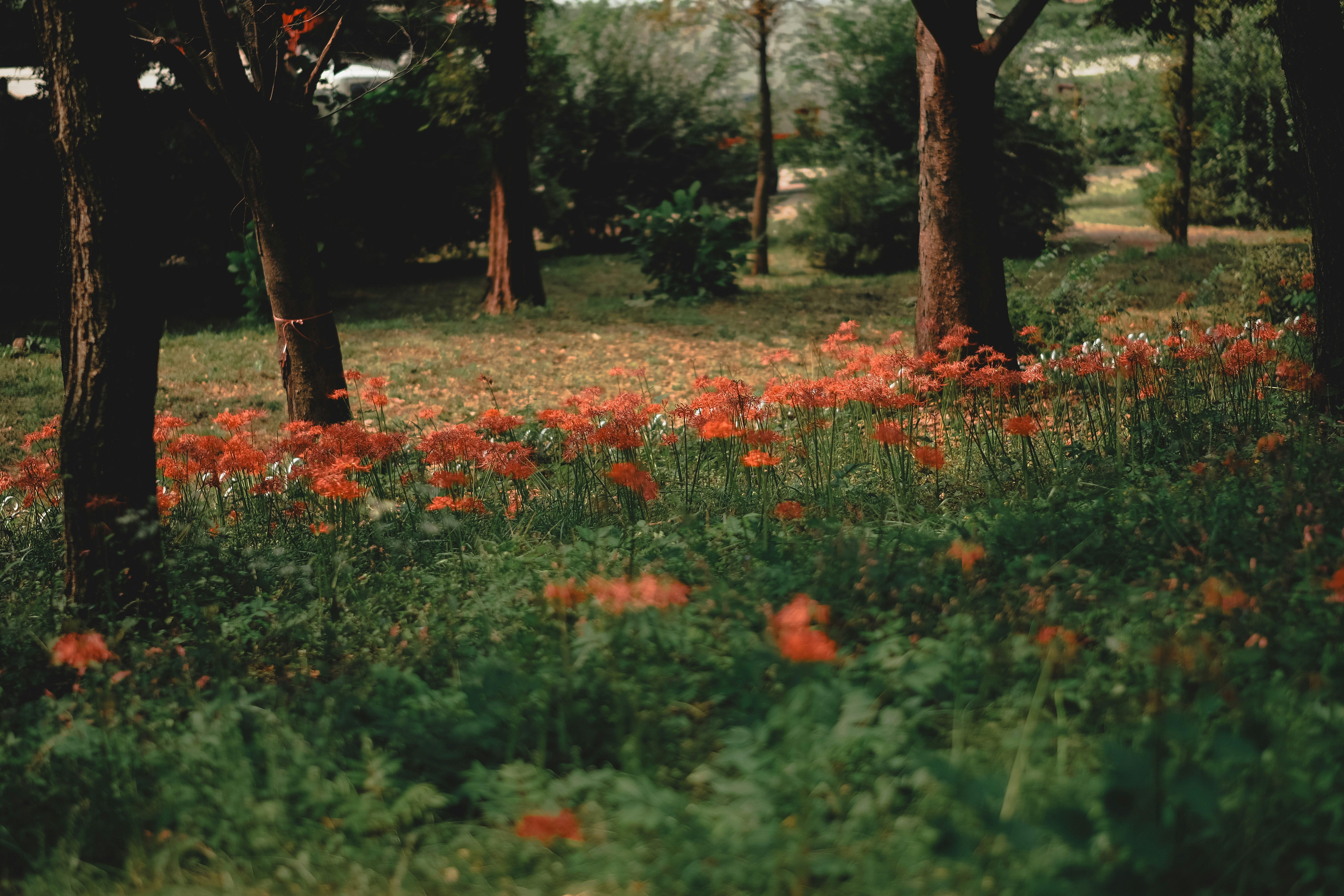 Ember Blooms in a Pine-Scented Clearing