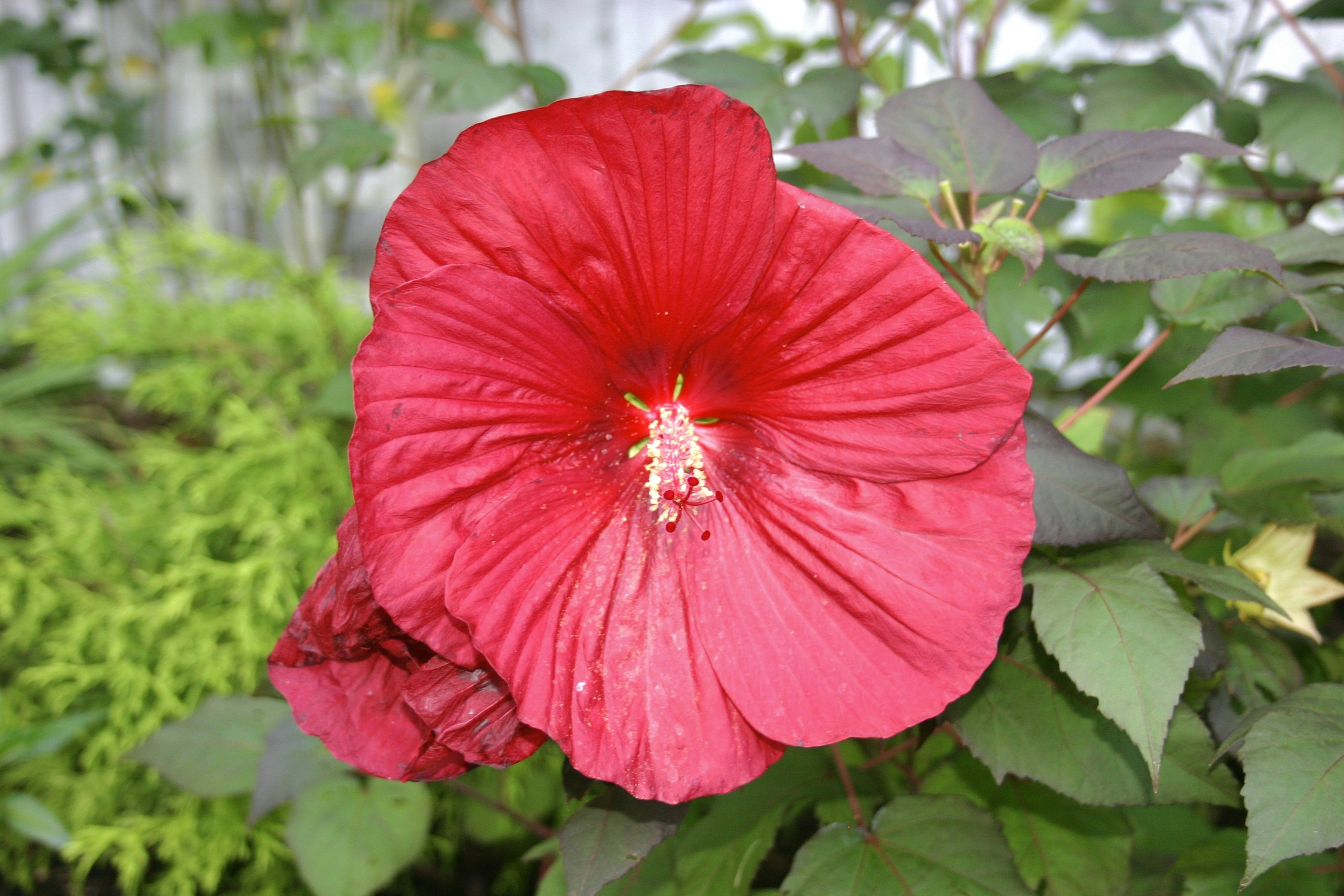 Red bloom of a hardy hibiscus