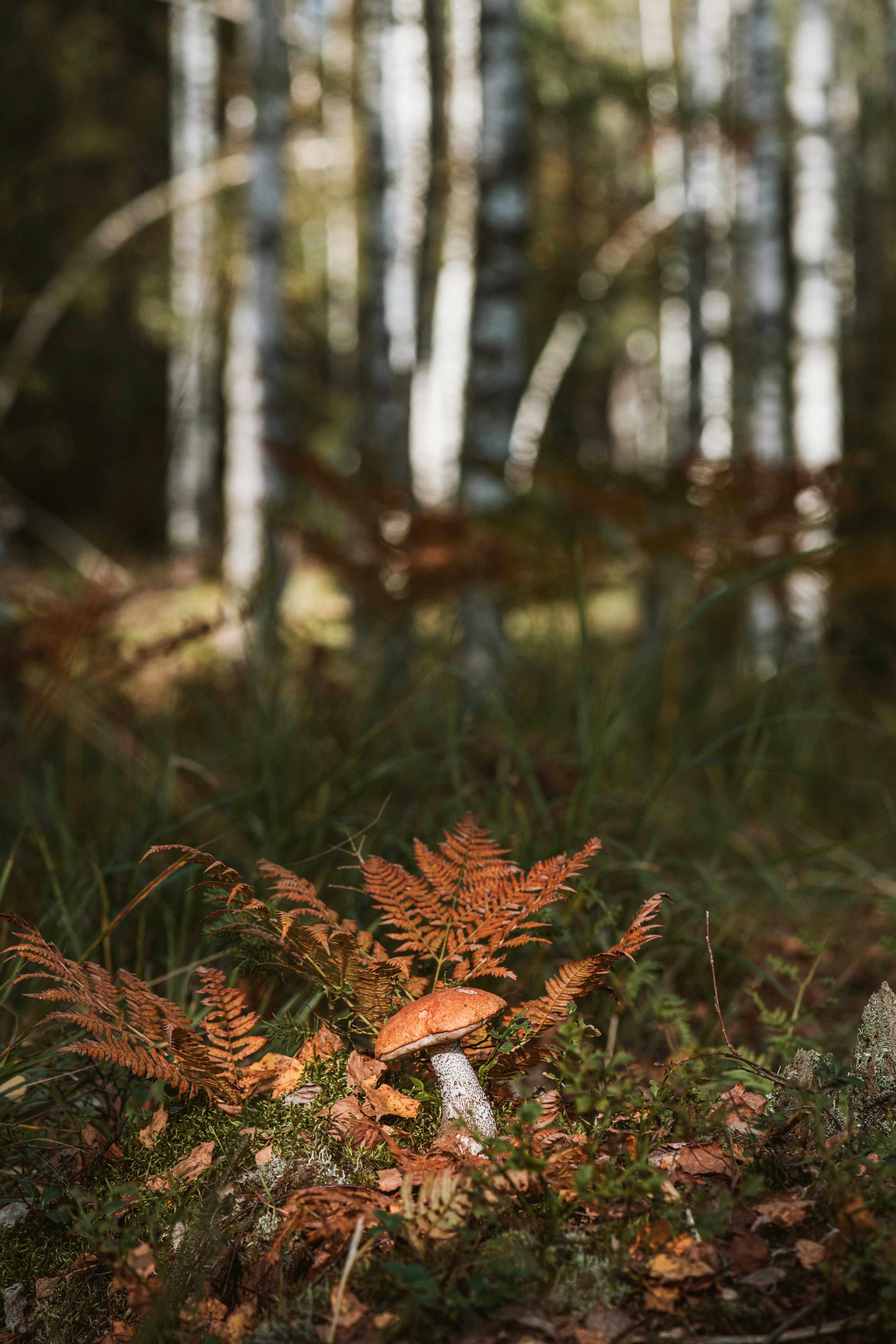 a small plant in the middle of a forest