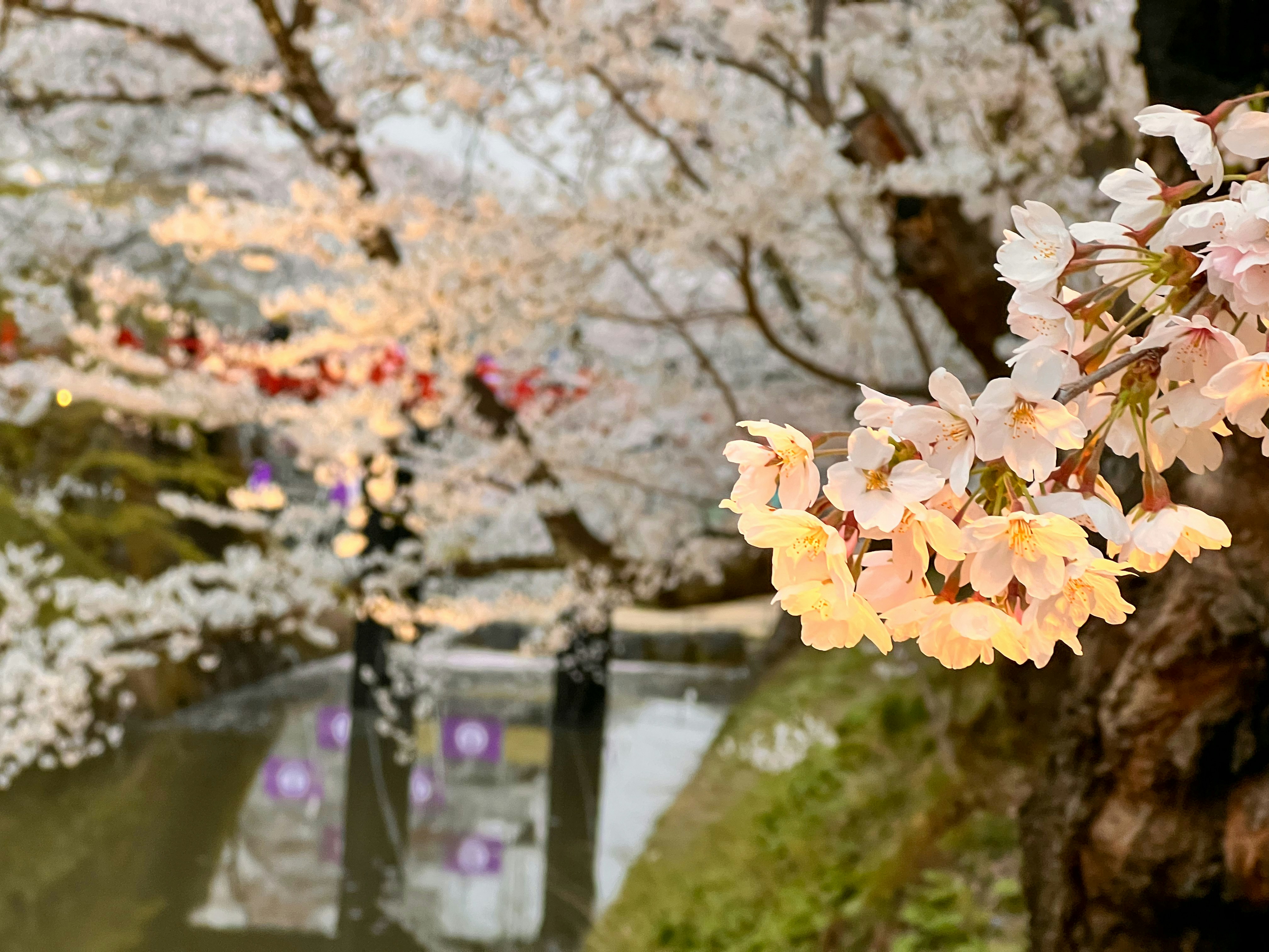 Cherry blossoms in full bloom next to a serene waterway, with soft reflections creating a peaceful scene.