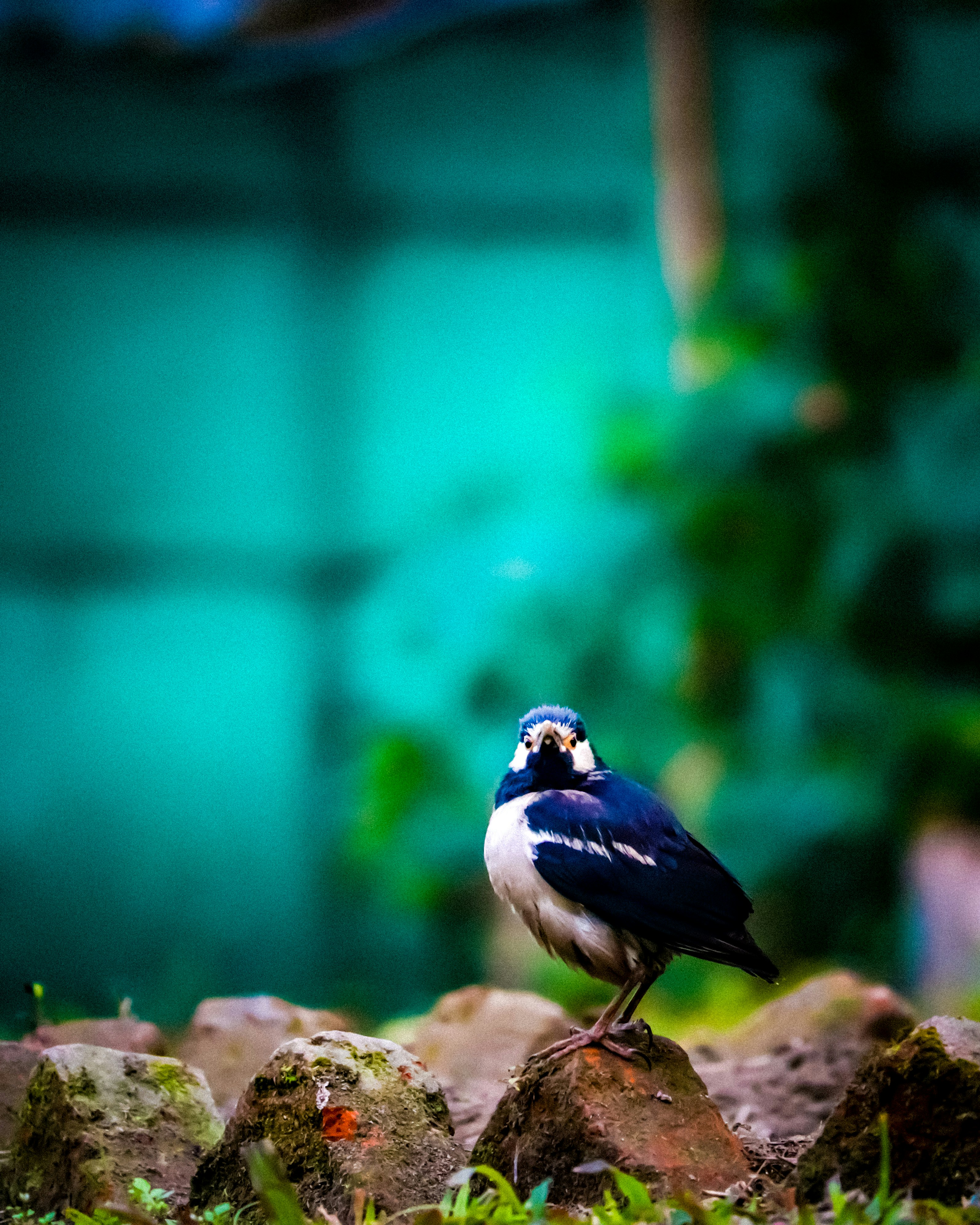Teal Bokeh Spotlight: Black-and-White Songbird on Mossy Rocks