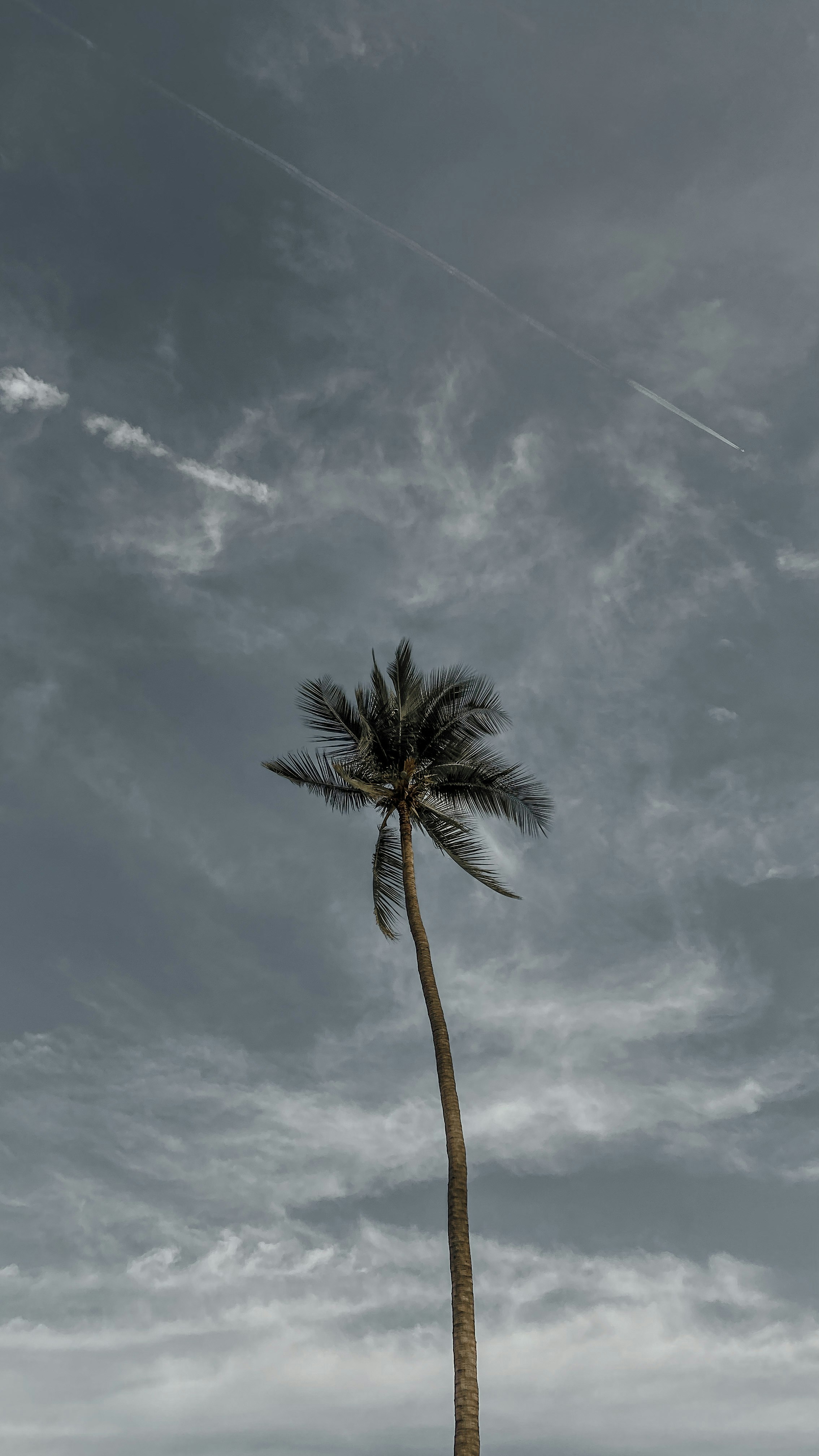 A lone palm tree on a cloudy day photo – Free Coconut Image on Unsplash