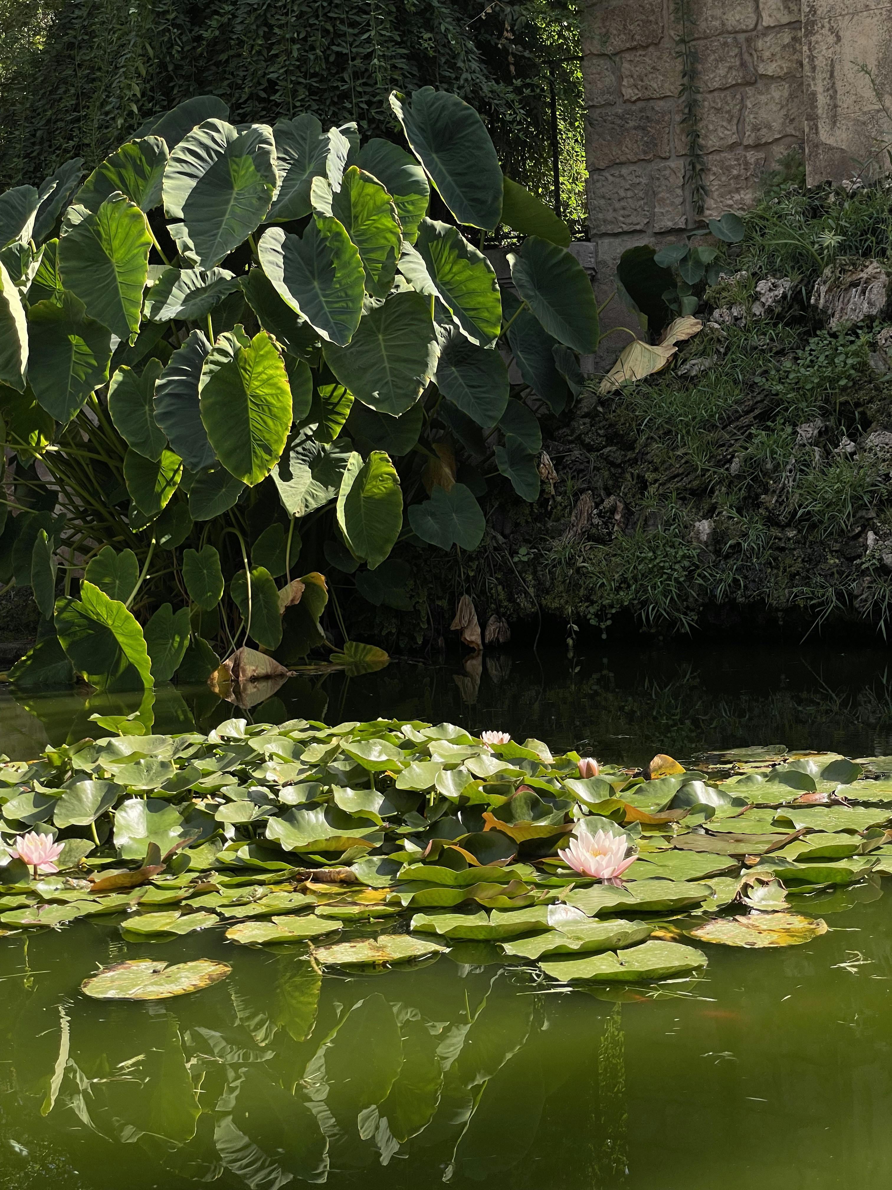 Pink Lotus Amid Jade Lily Pads by a Sunlit Pond