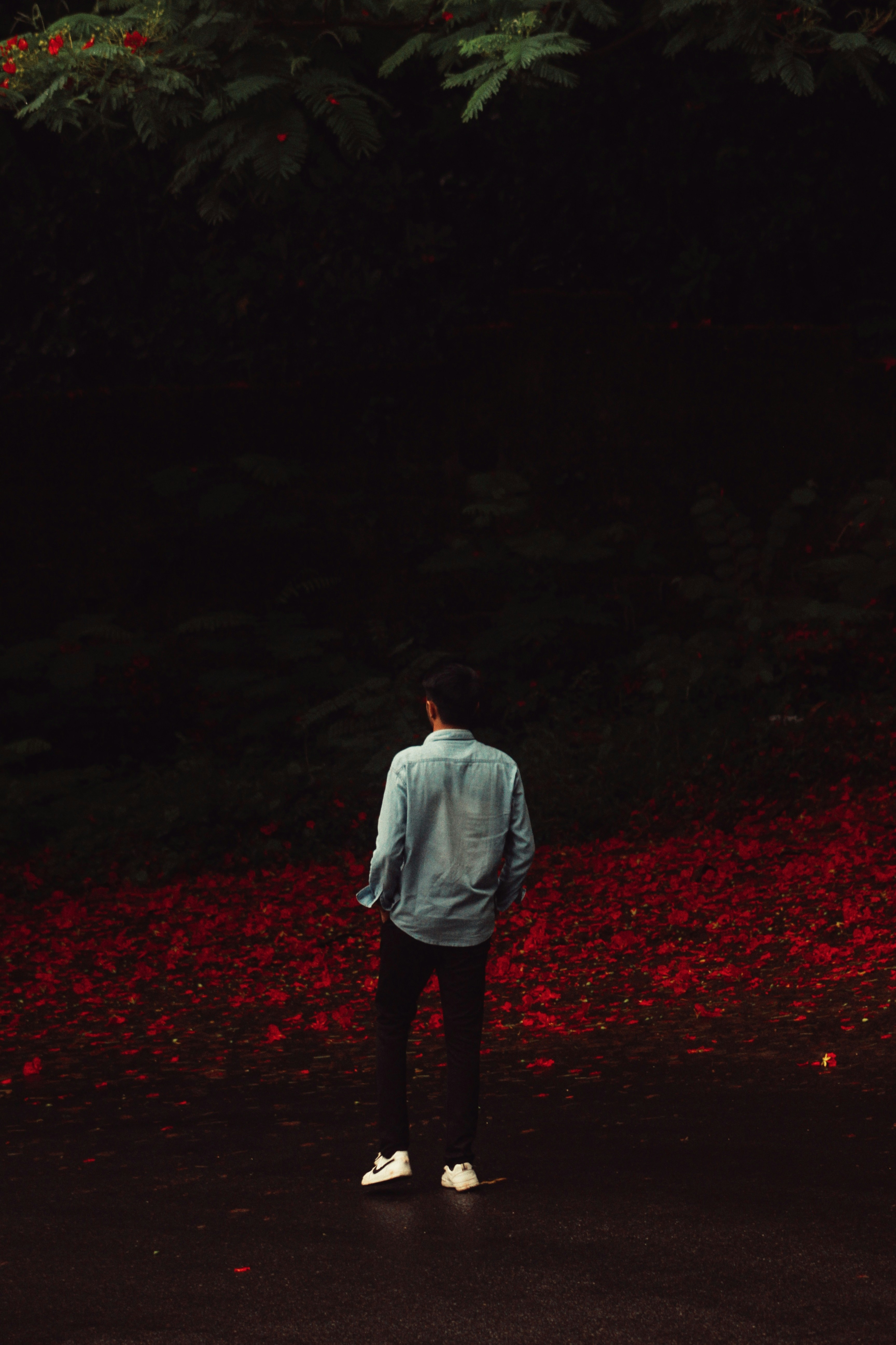 Crimson Carpet, A Lone Figure in a Dim Garden