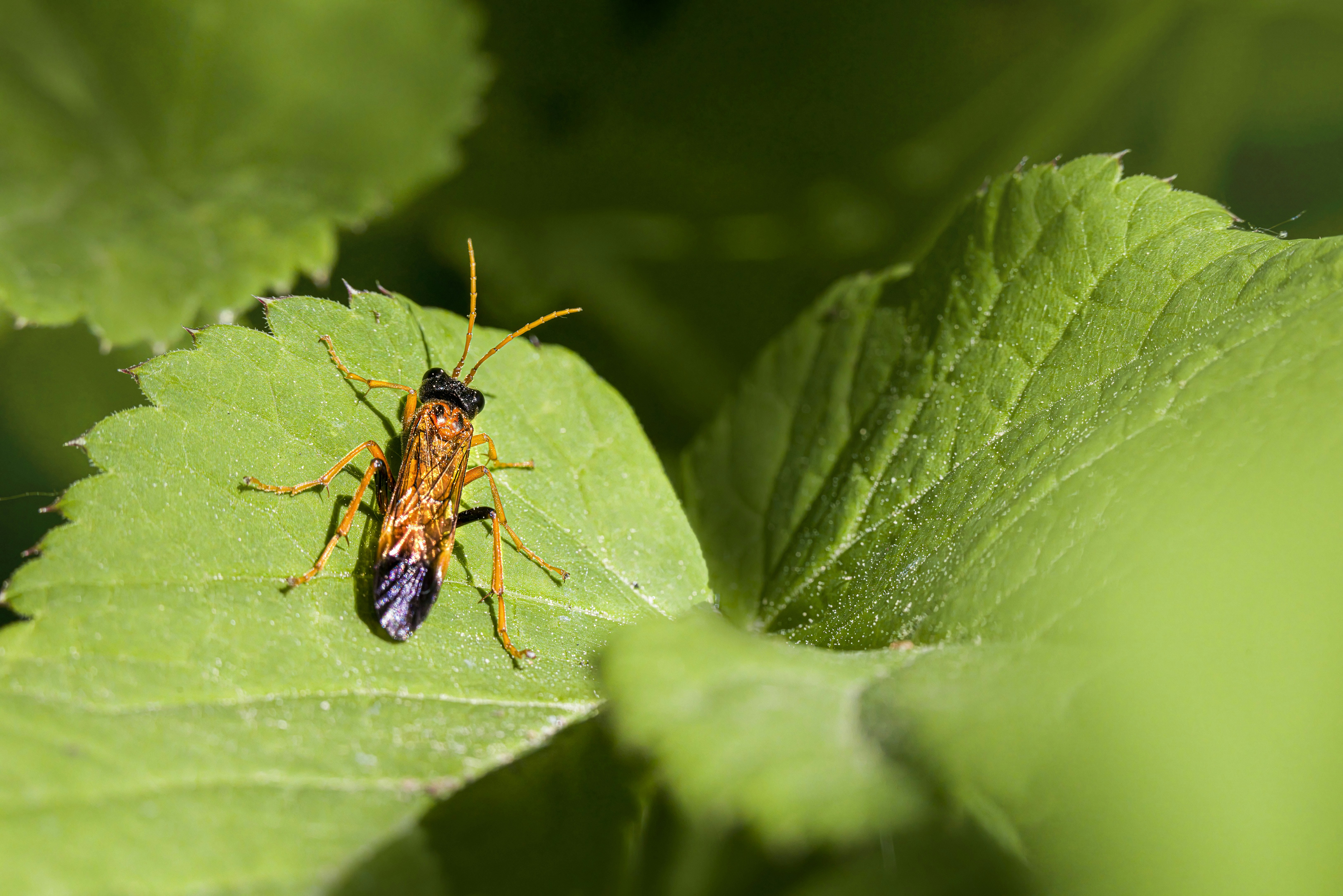 Un insecte qui est assis sur une feuille photo – Photo Entomologiste ...