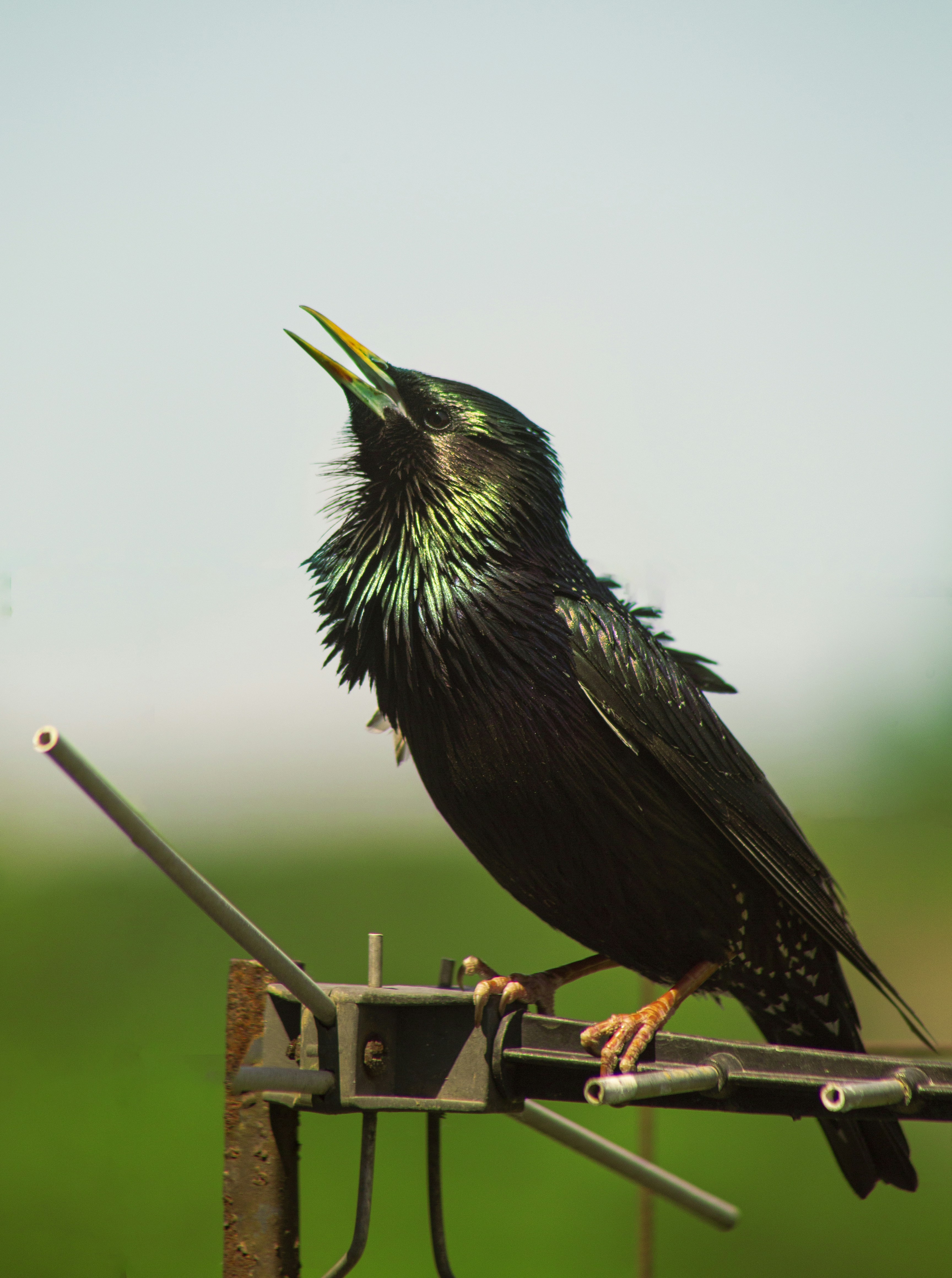 Un oiseau noir assis au sommet d’un poteau métallique photo – Photo ...