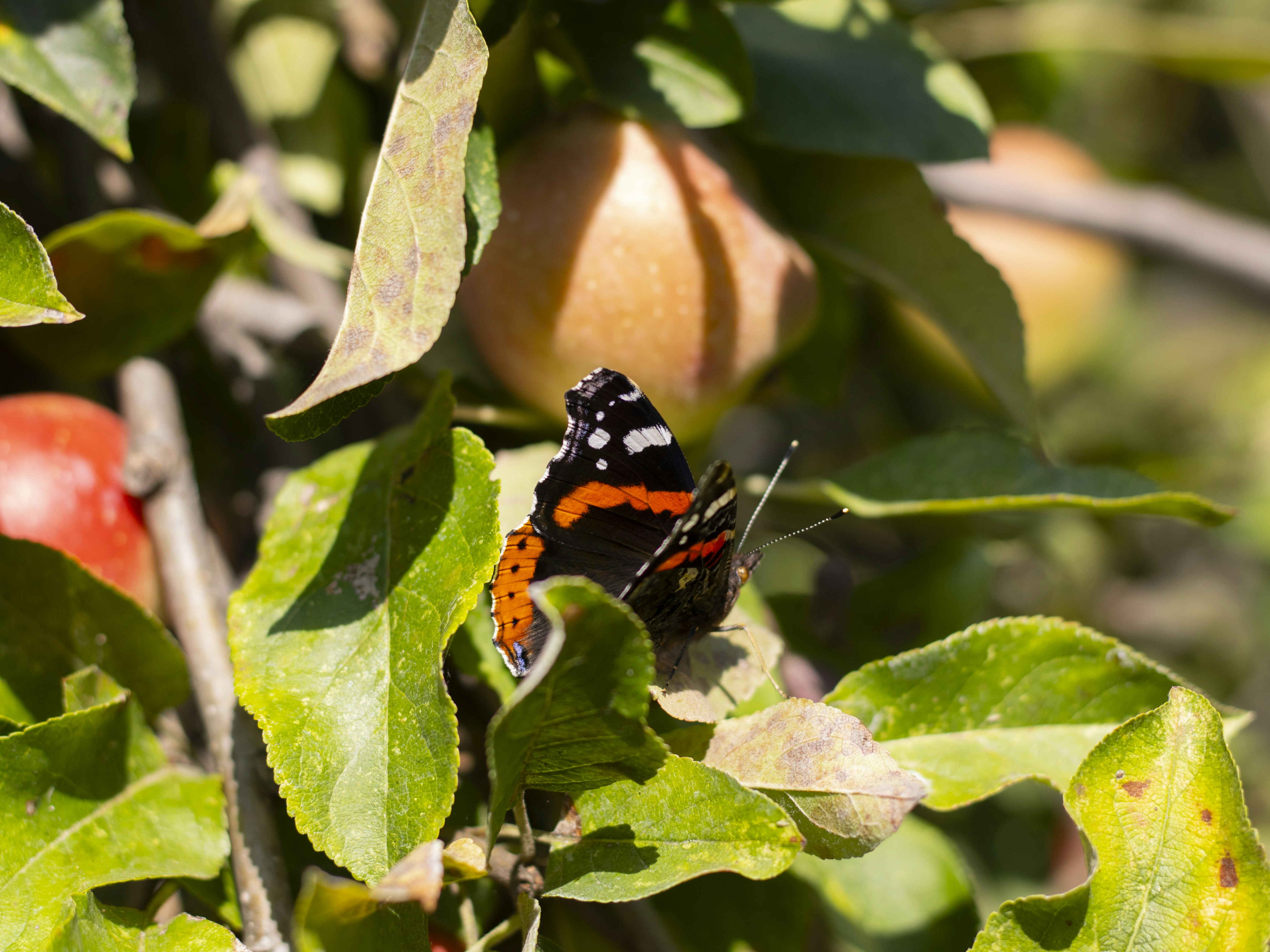 Red Admiral on sunlit peach leaves in a quiet orchard