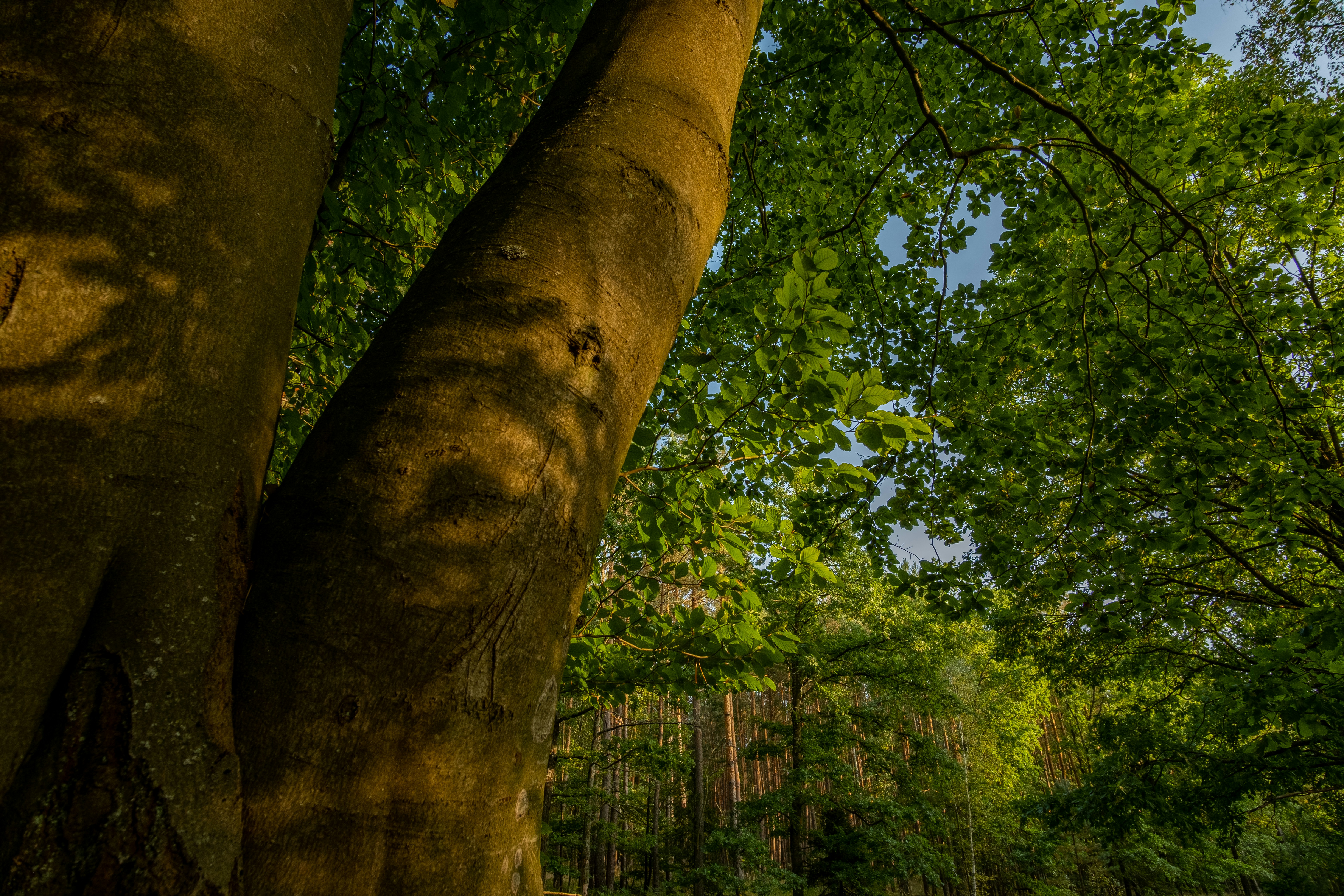 A couple of trees that are next to each other photo – Free Nature Image ...