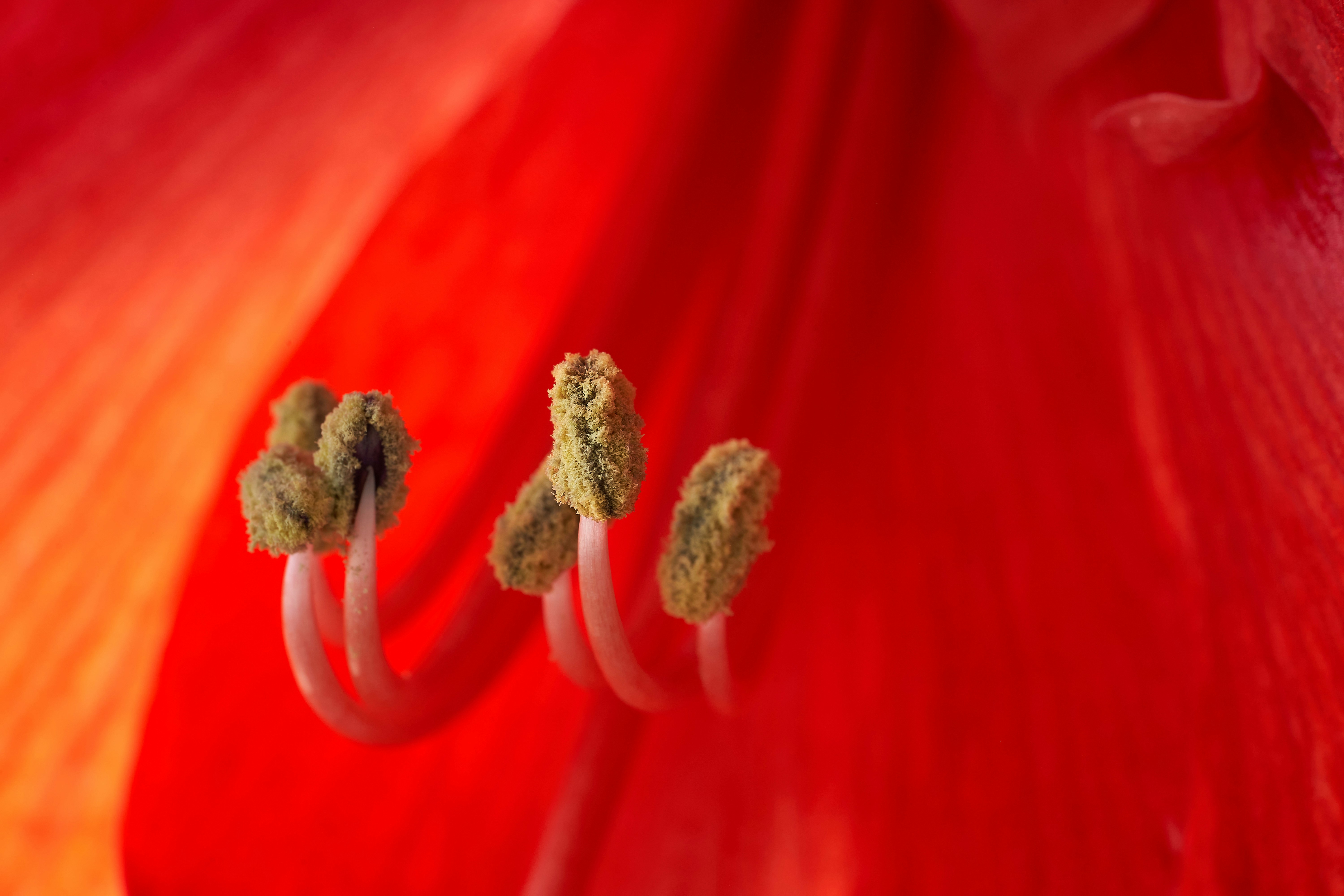 Amber Stamen in Scarlet Petal Choir