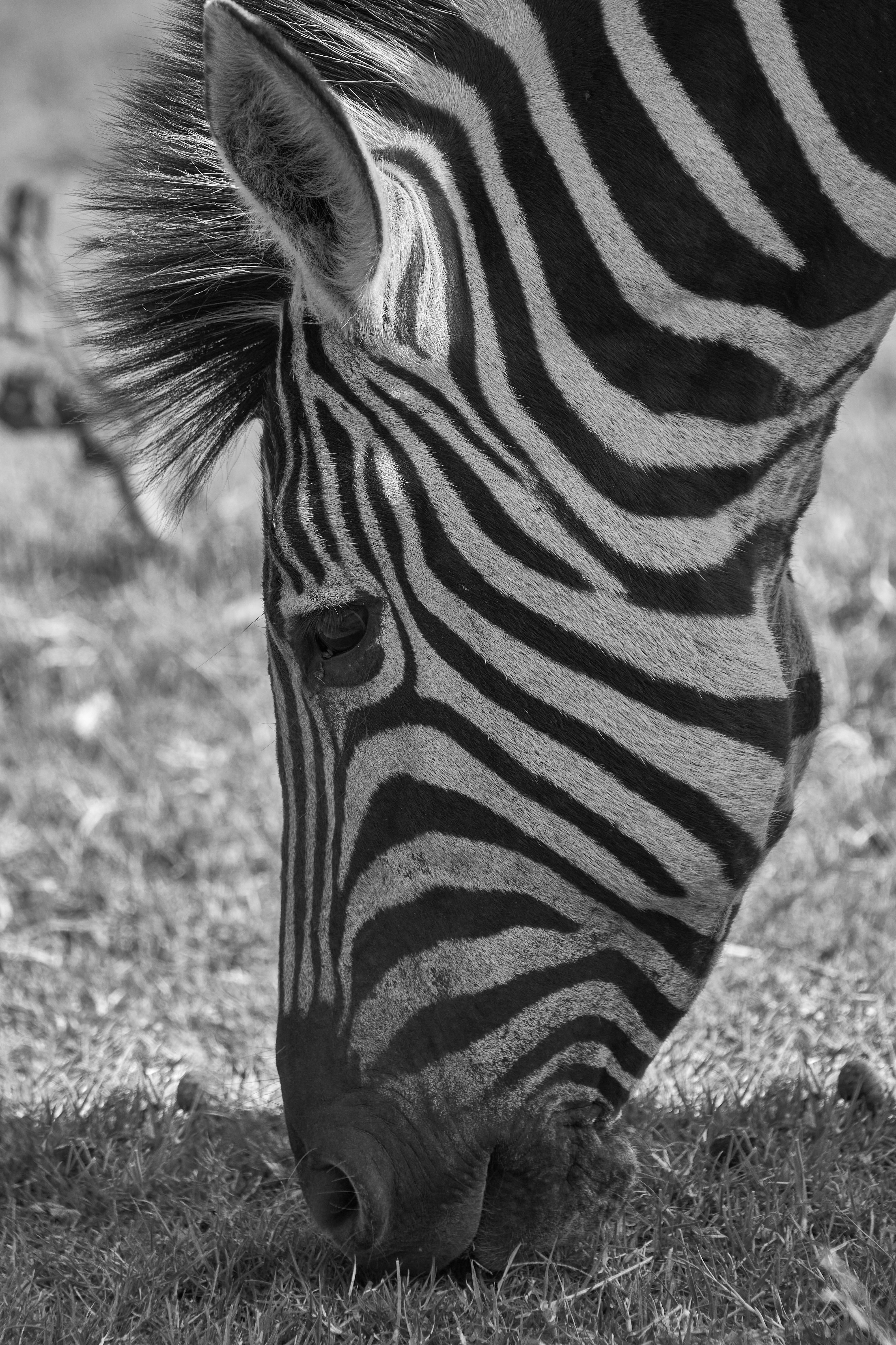 Monochrome Grazing: Zebra Stripes in a Quiet Grass Field
