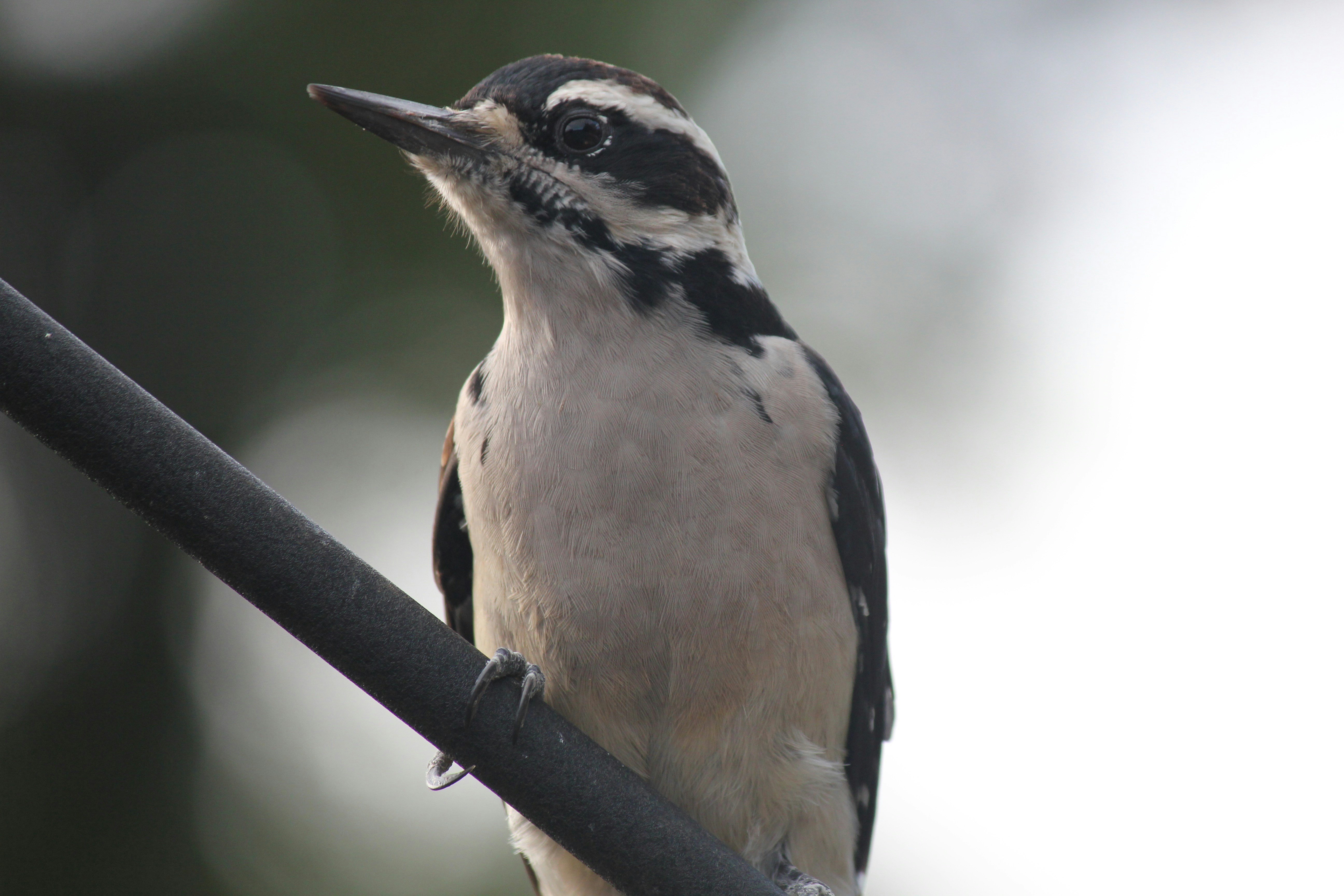 A bird sitting on a wire with its mouth open photo – Free Mcclellan ...