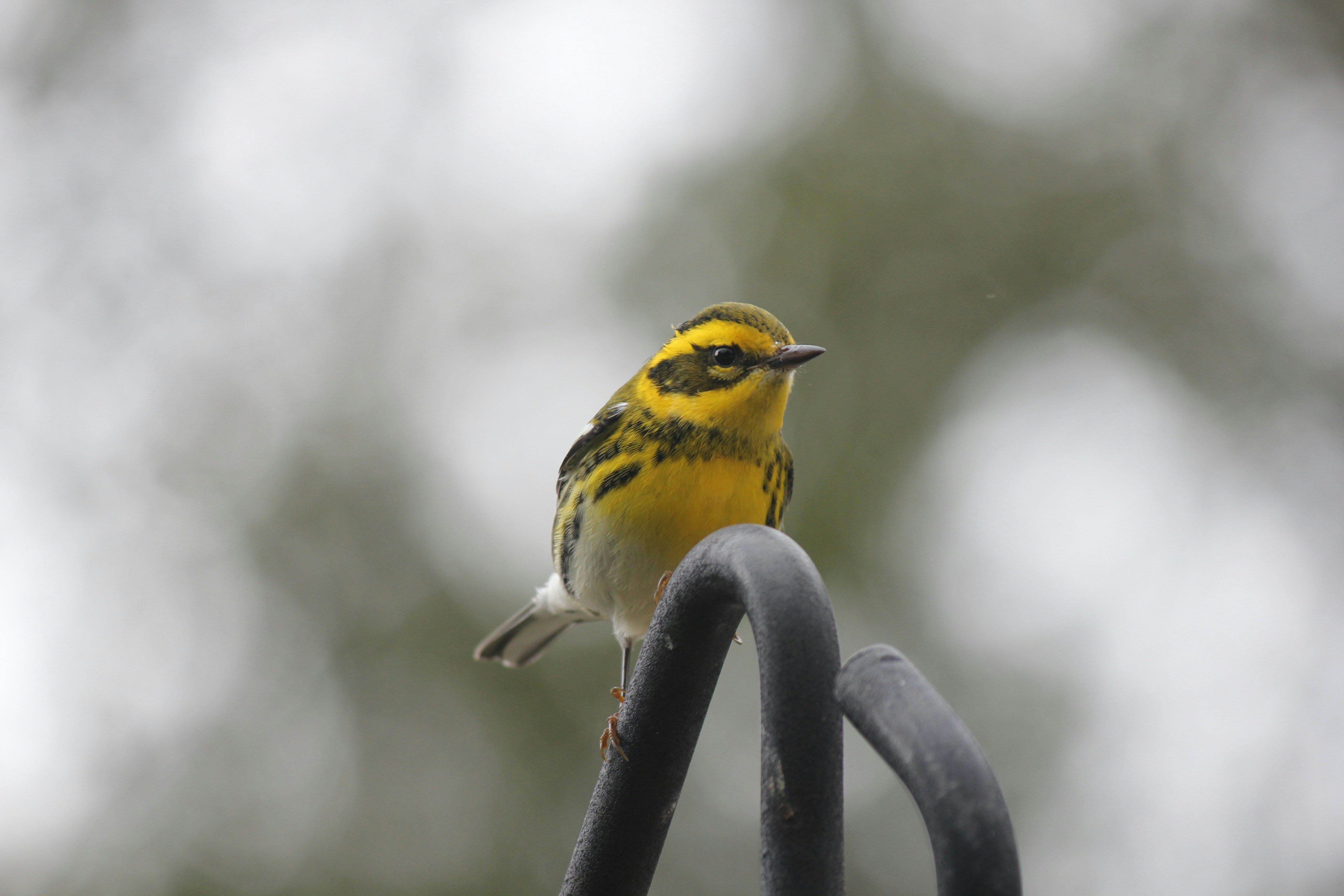Bright yellow Townsend's Warbler perched on a curved metal bar against a blurred natural backdrop.