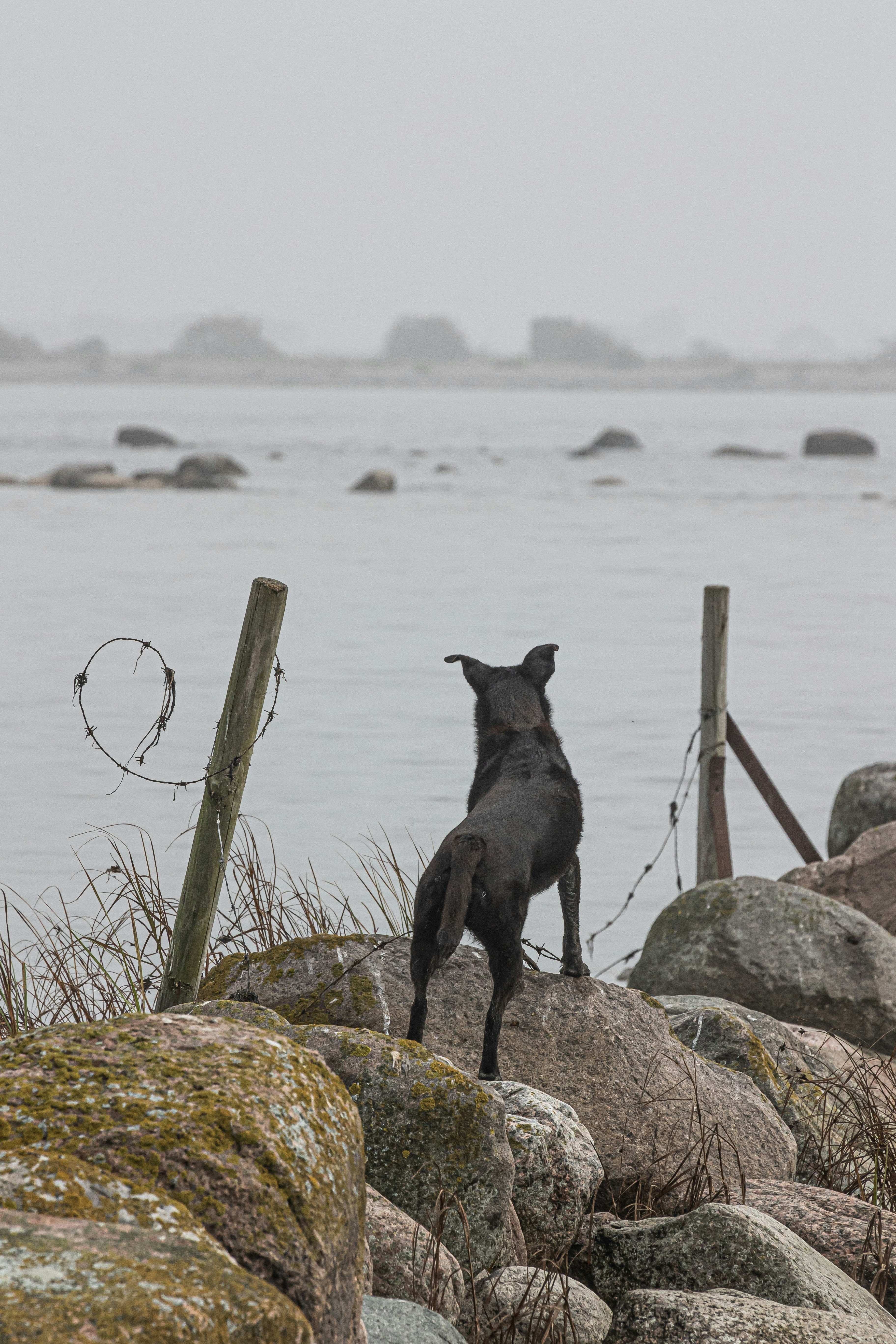 Barbed-Wire Breakwater: A Black Dog Standing Vigil in Misty Light