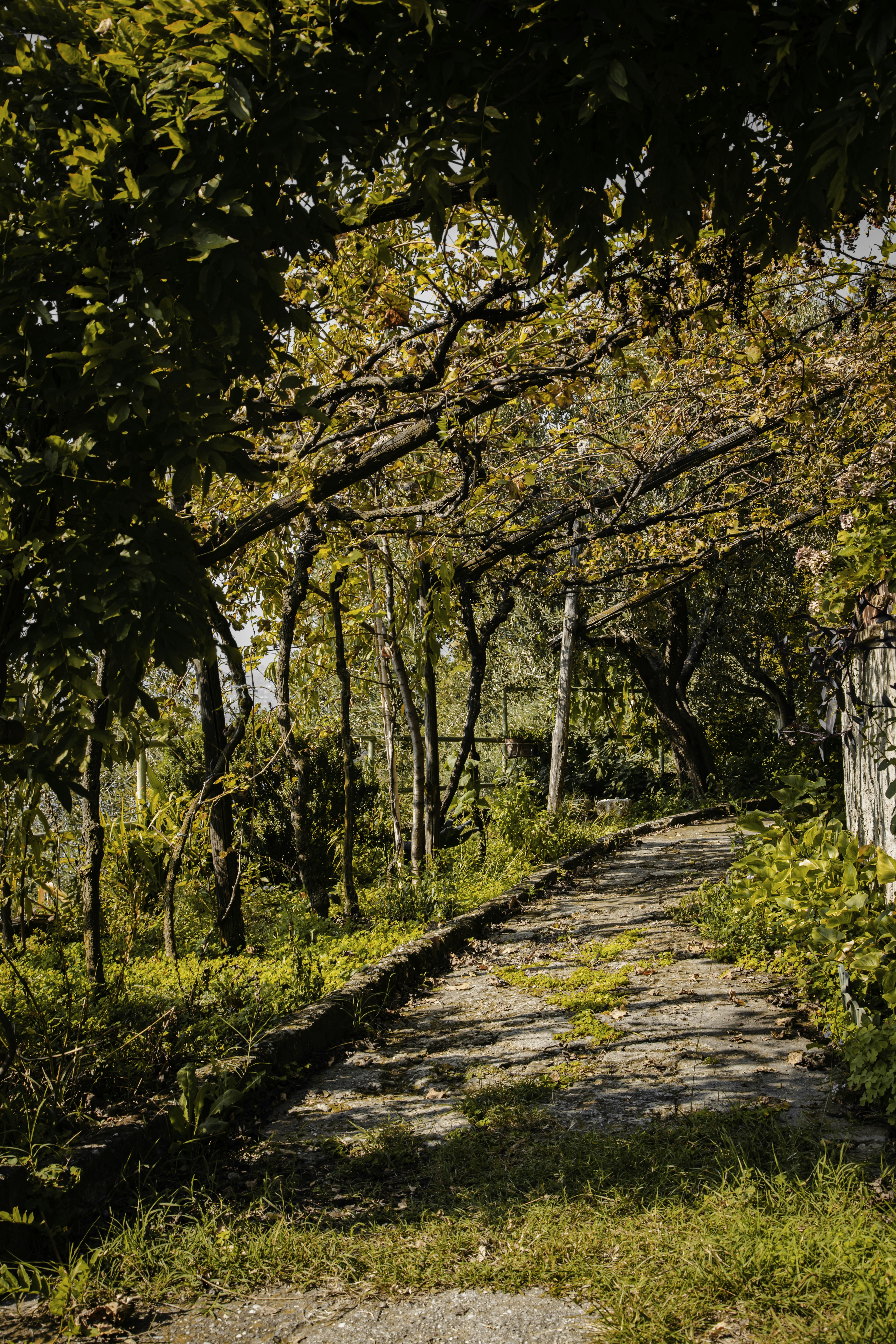 A dirt path in the middle of a forest photo – Free Road Image on Unsplash