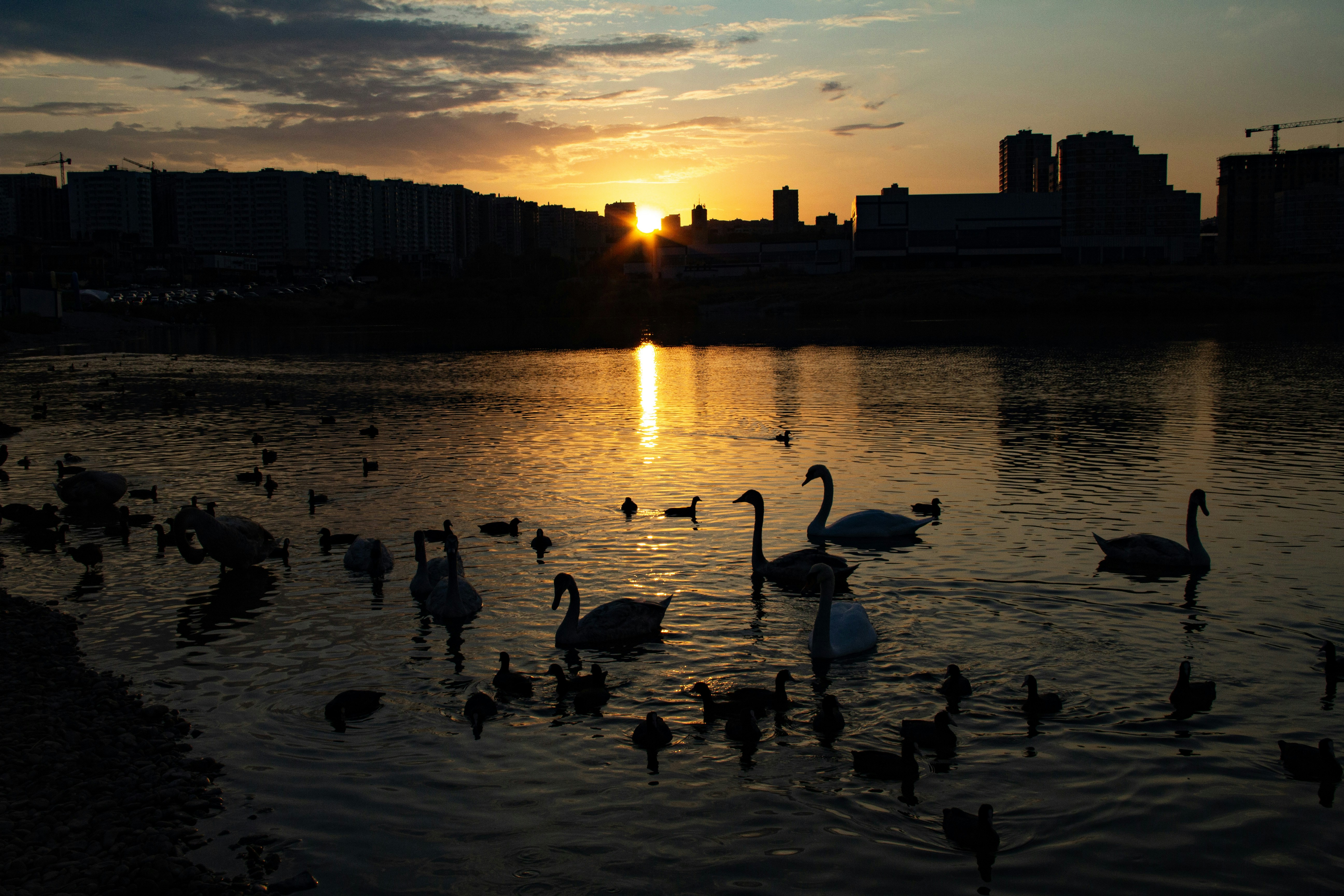 Dusk Silhouettes Over the River: Birds, Sun, and a Quiet City Horizon