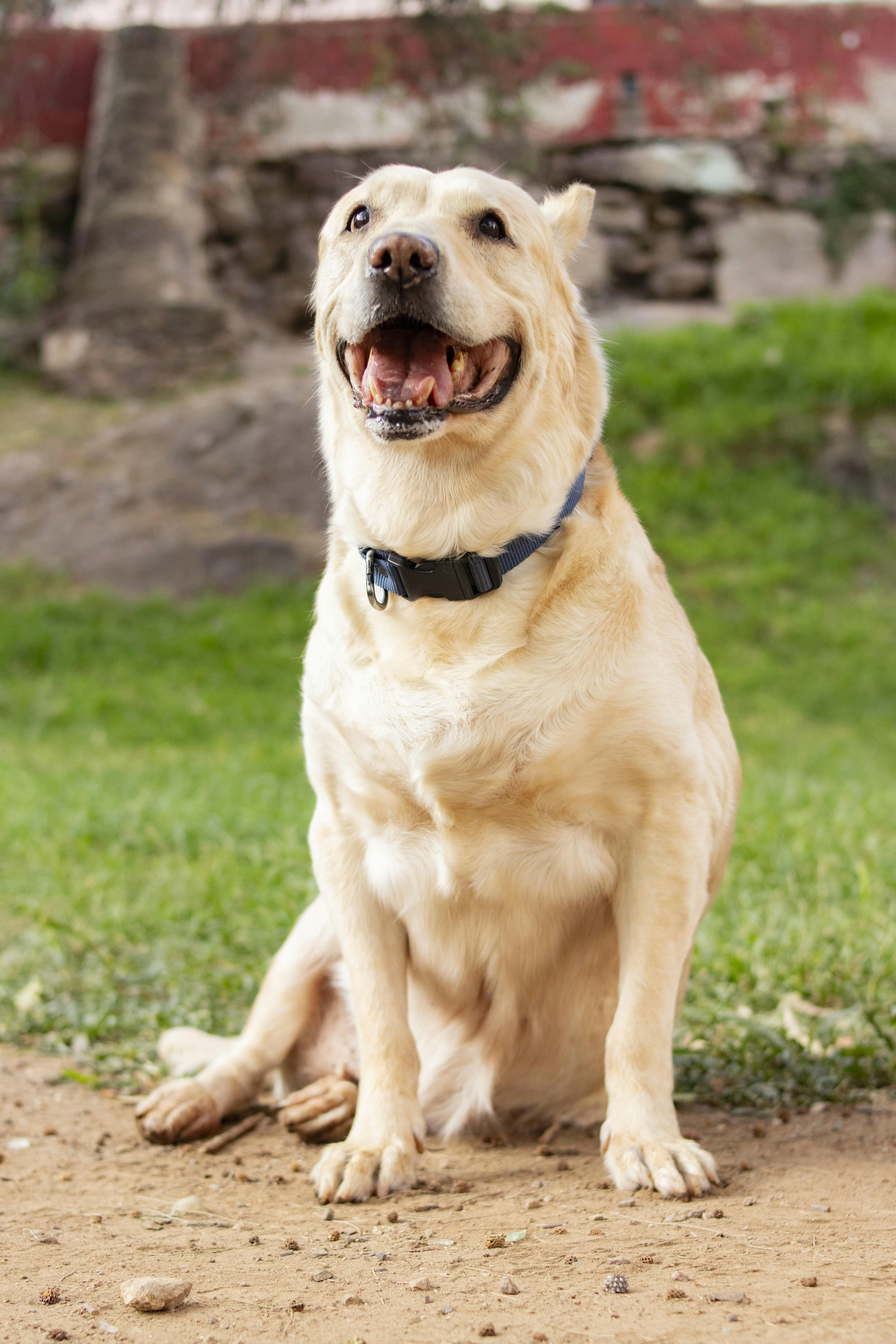 Foto Un perro sentado en un camino de tierra con un edificio al fondo ...