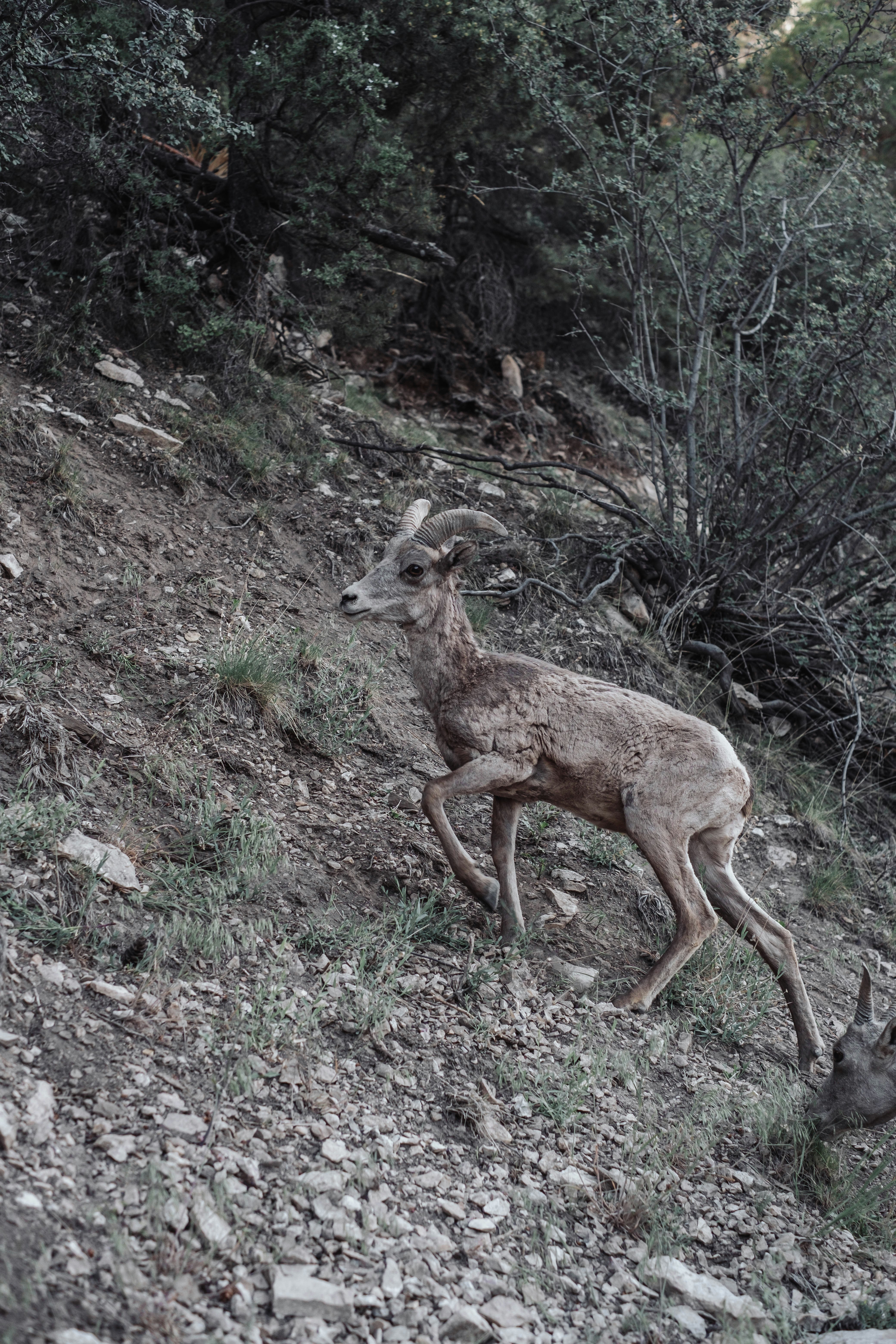 Rugged Ram on a Craggy Slope