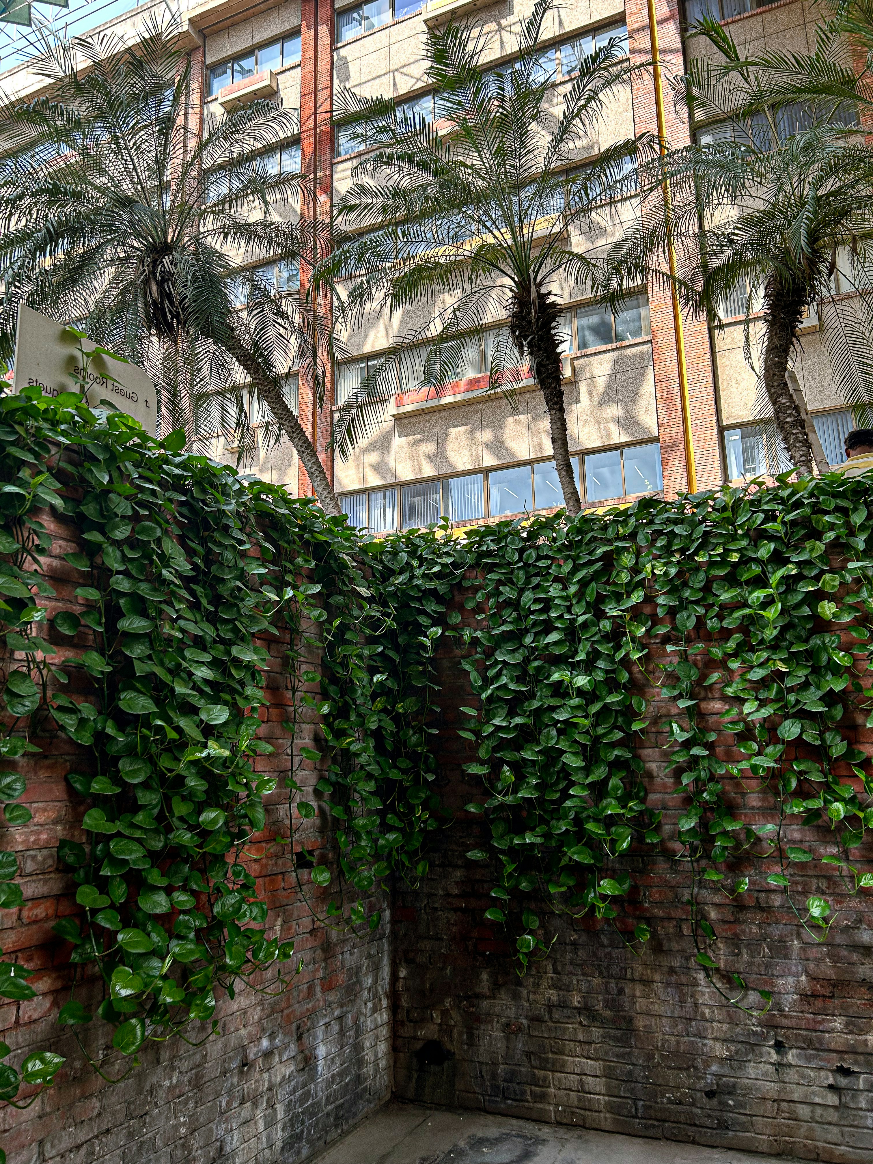 Green Wall Overlook: Ivy-Clad Brick Courtyard Beneath Palm Shadows