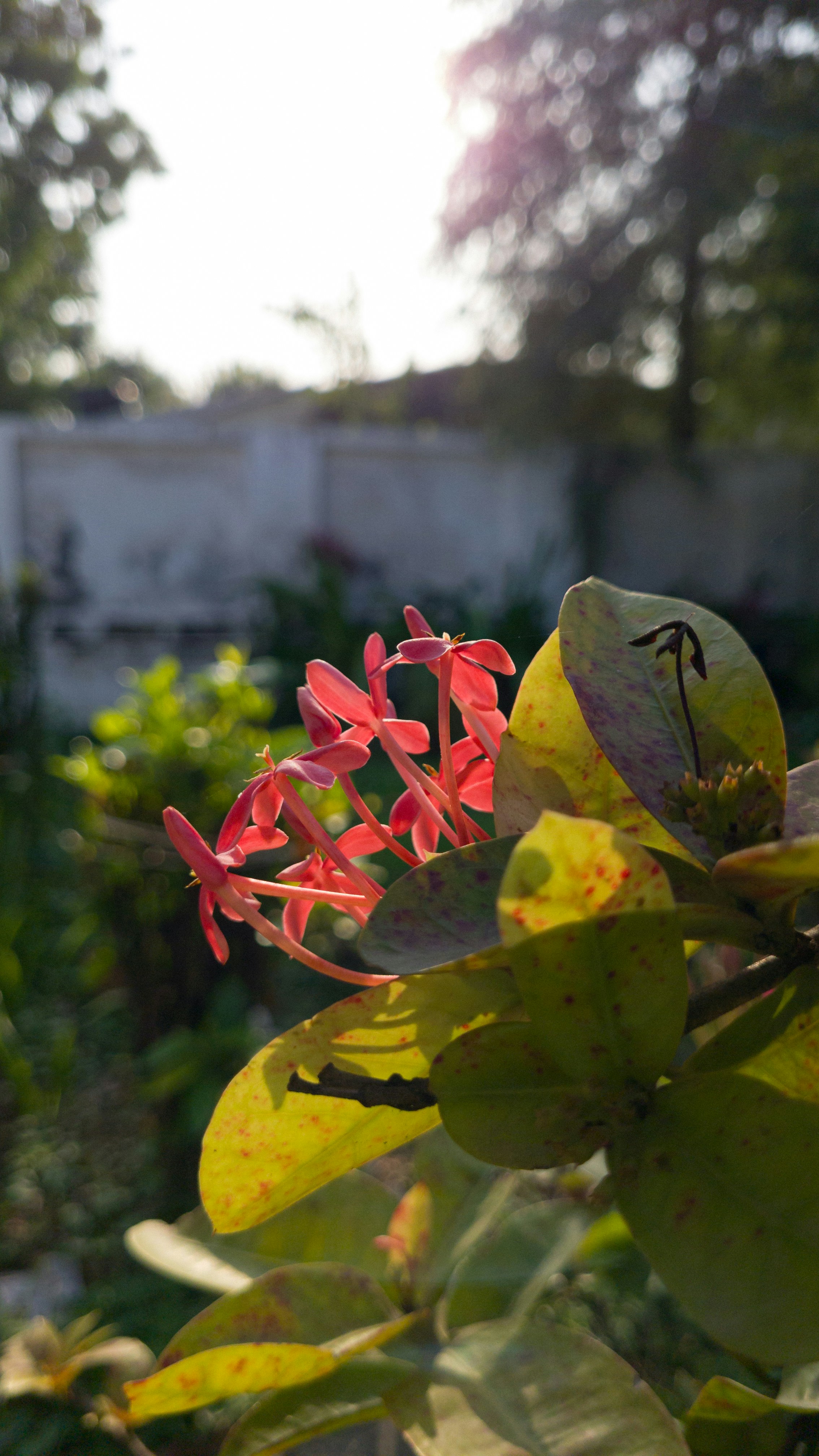 Coral Bloom Cluster in a Sunlit Garden