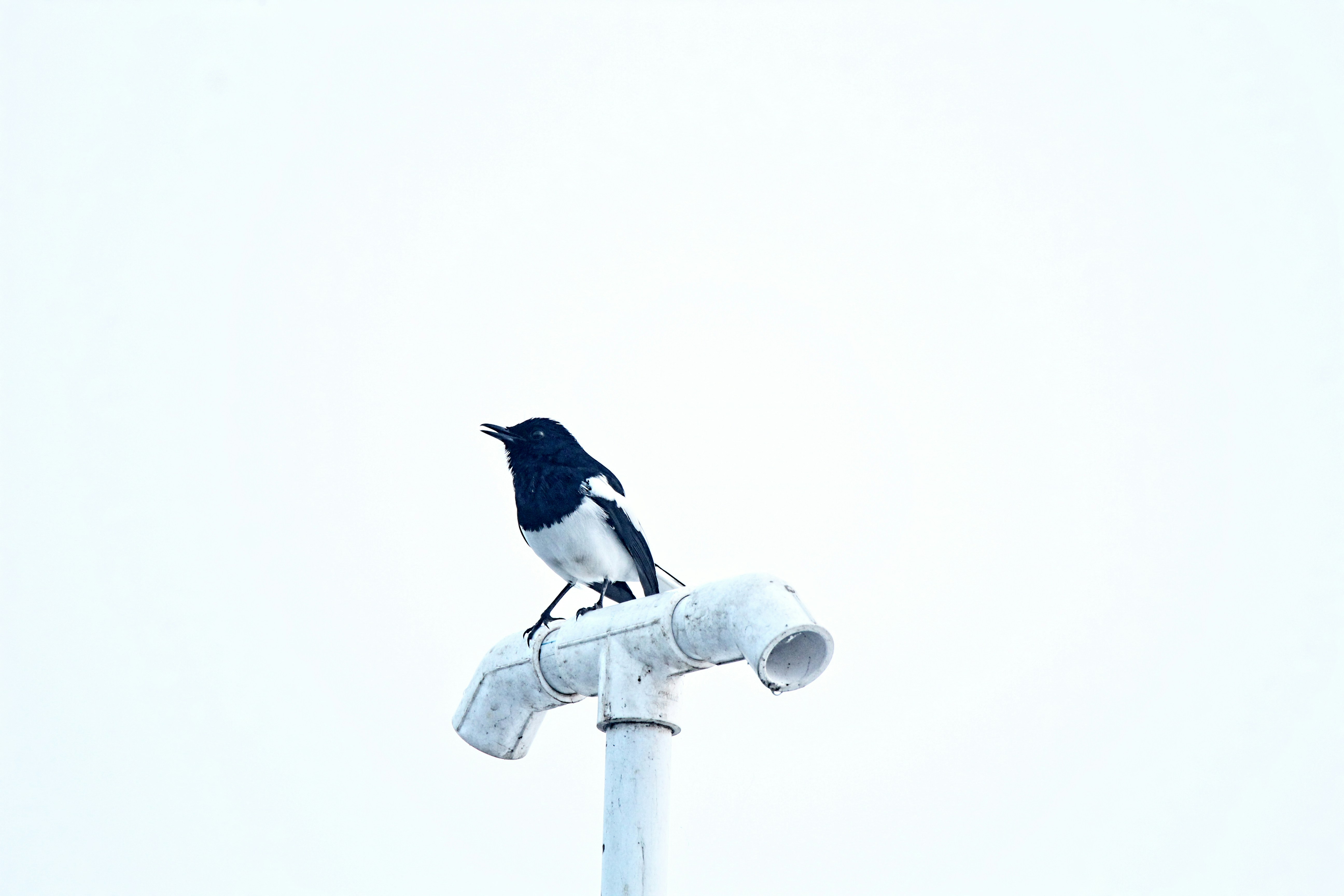 Perched on a Weathered Crossbar