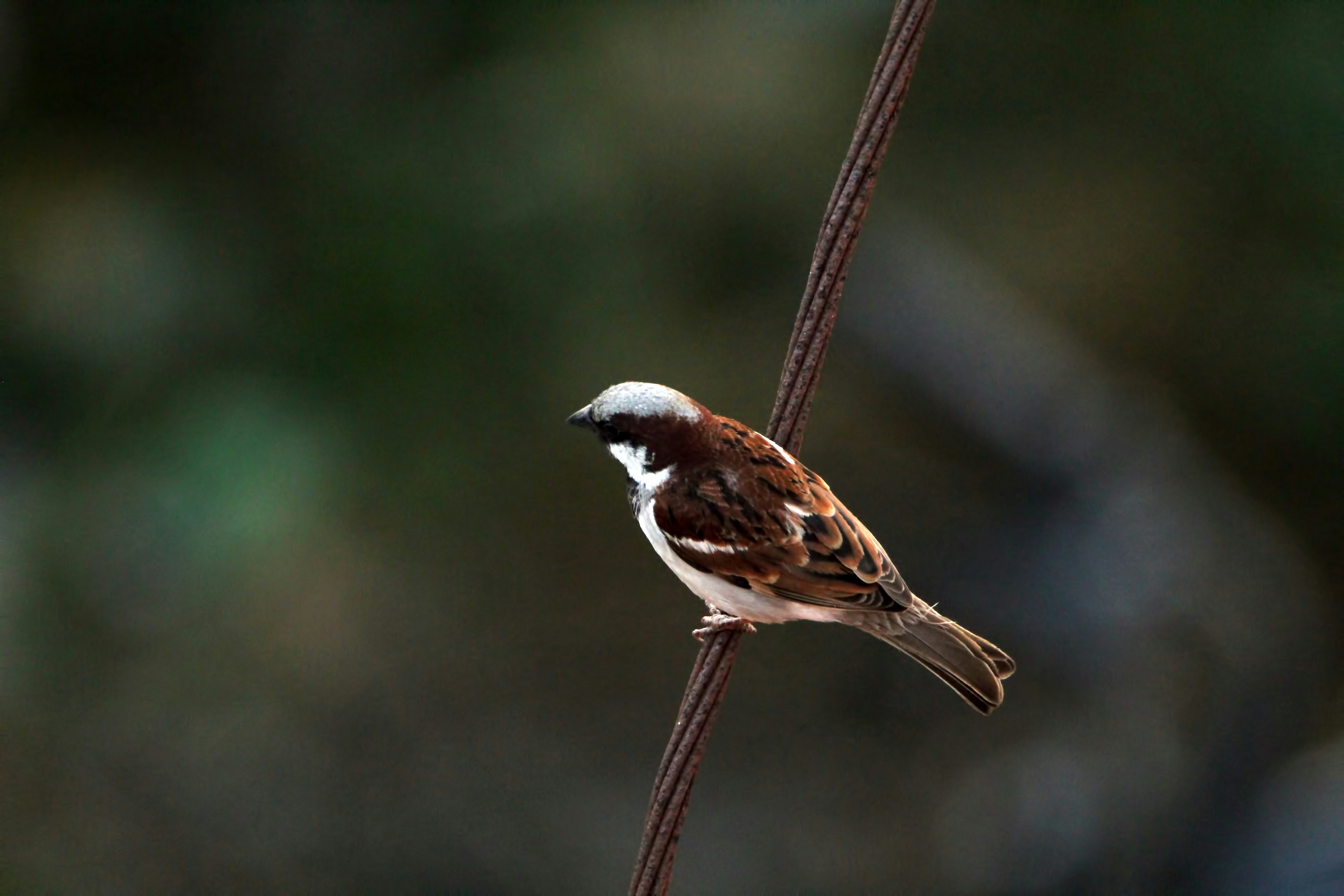 Wirebound Sparrow: A Quiet Moment on a Thin Cable