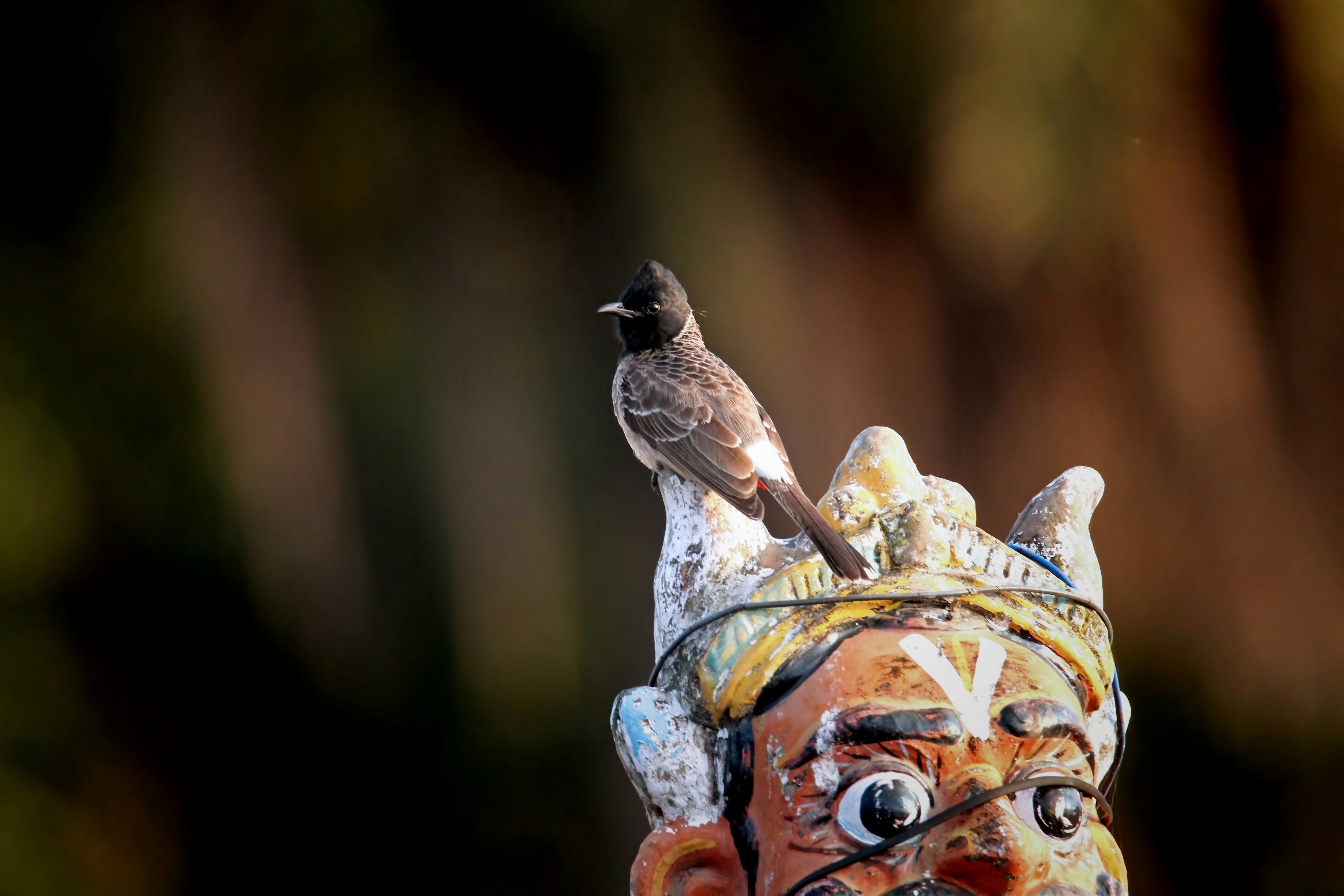 Tiny Songbird on a Weathered Mask Amid Velvet Bokeh