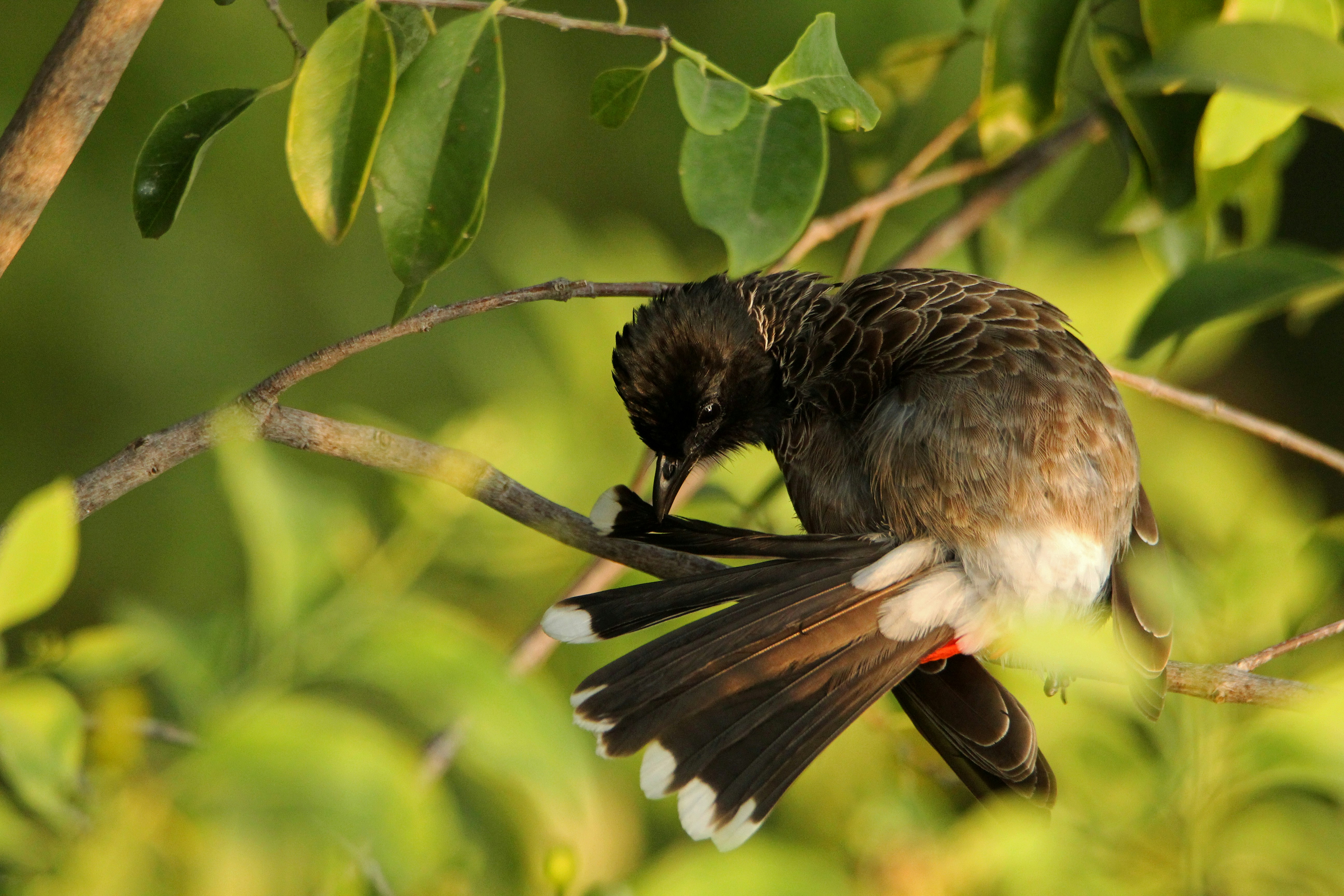 Preening in the Green Canopy: A Tiny Bird on a Sunlit Branch