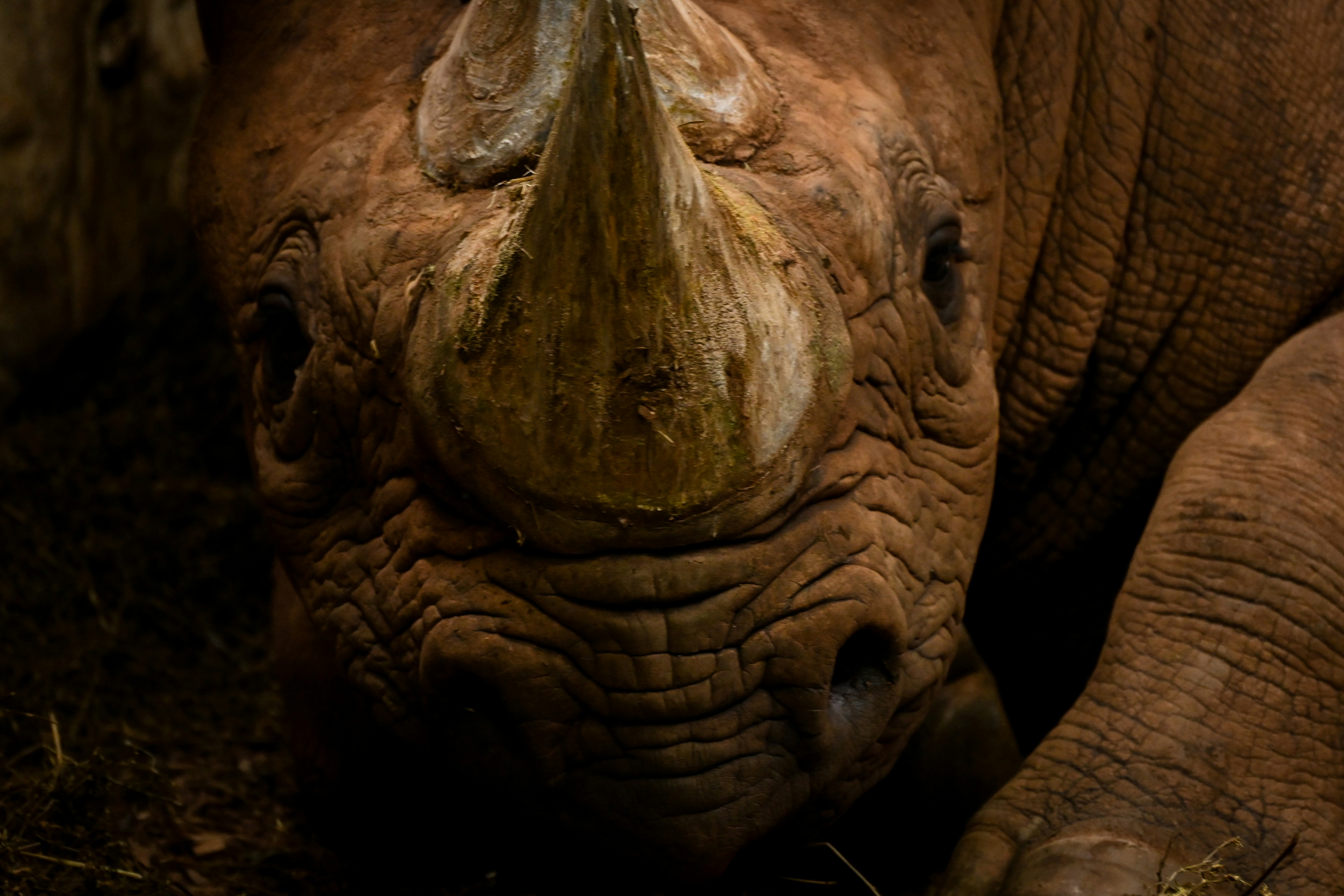a close up of a rhino's face and nose